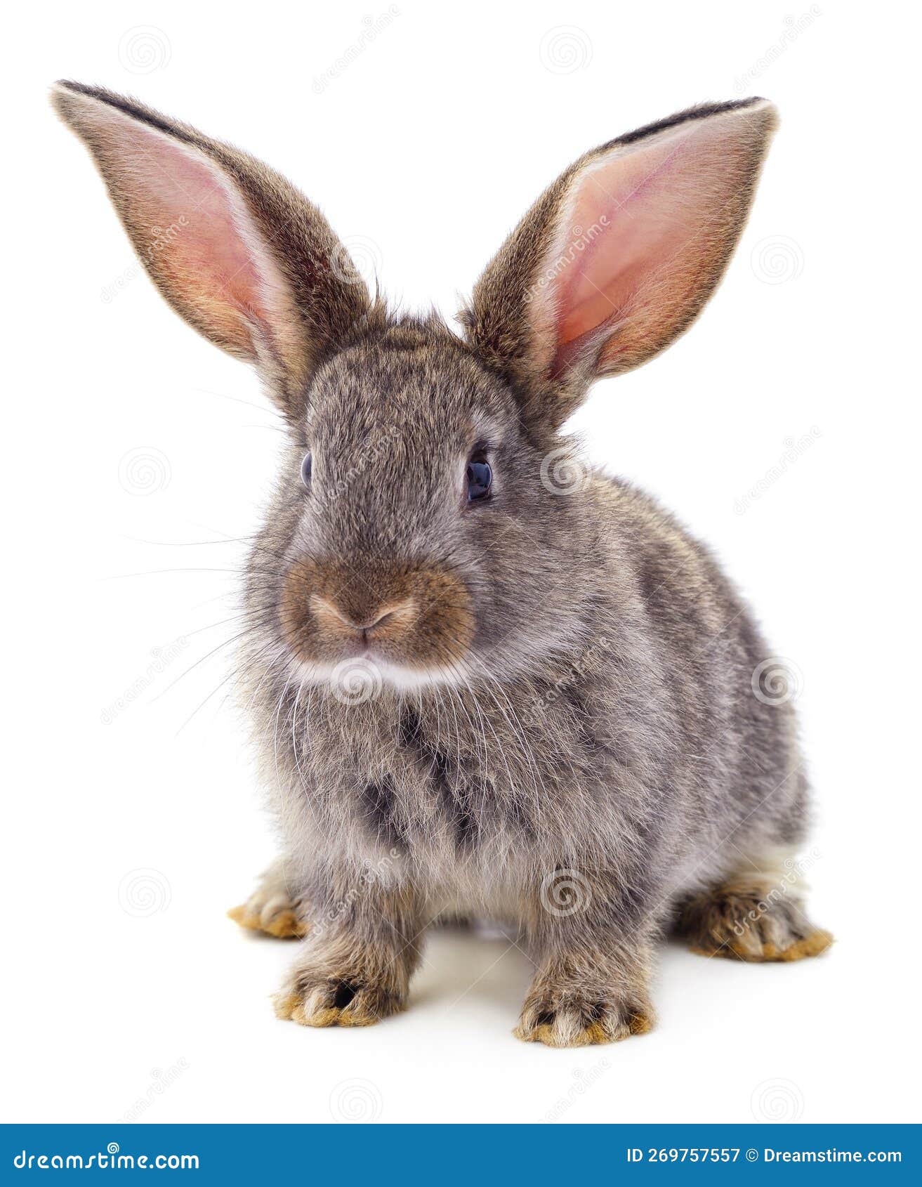 One red rabbit stock image. Image of animal, young, friendly - 269757557