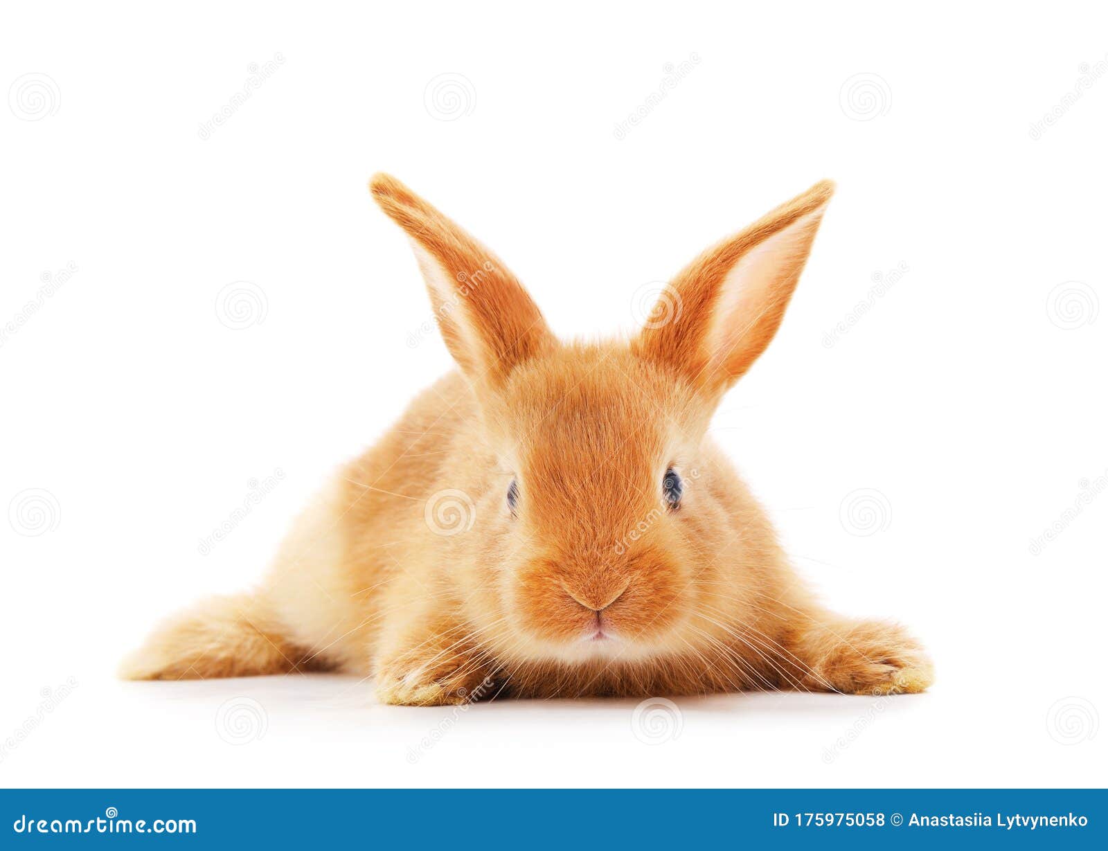 One red rabbit stock photo. Image of animal, coward - 175975058