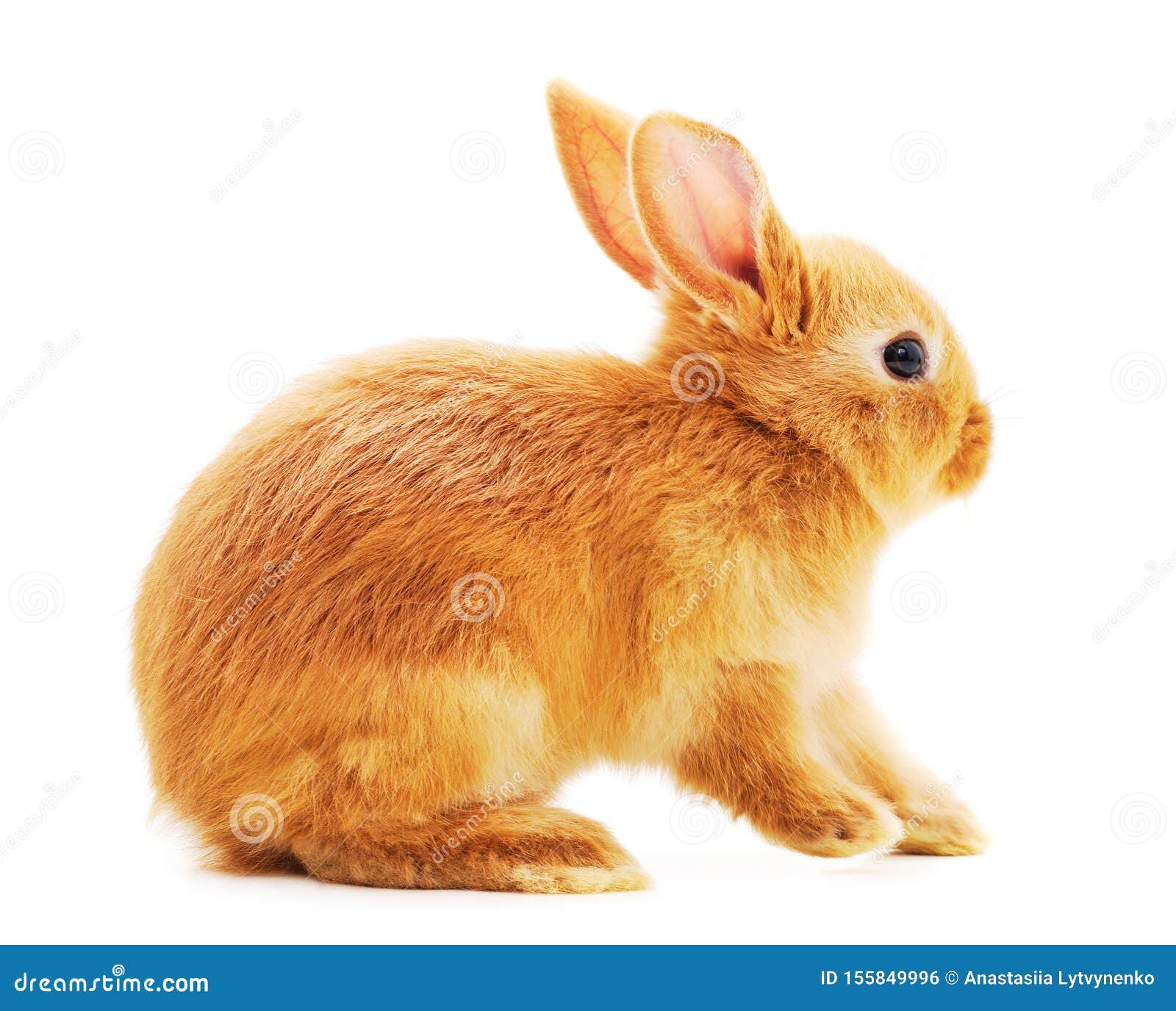 One red rabbit stock photo. Image of black, coward, brown - 155849996