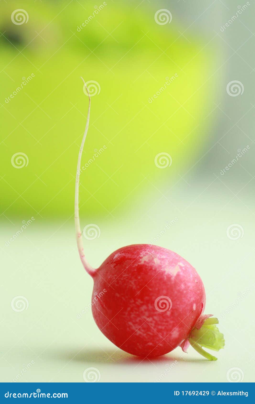 One red radish stock image. Image of fresh, dish, ingredient - 17692429