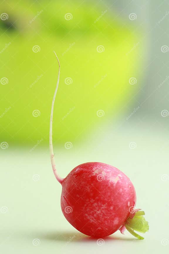 One red radish stock image. Image of fresh, dish, ingredient - 17692429