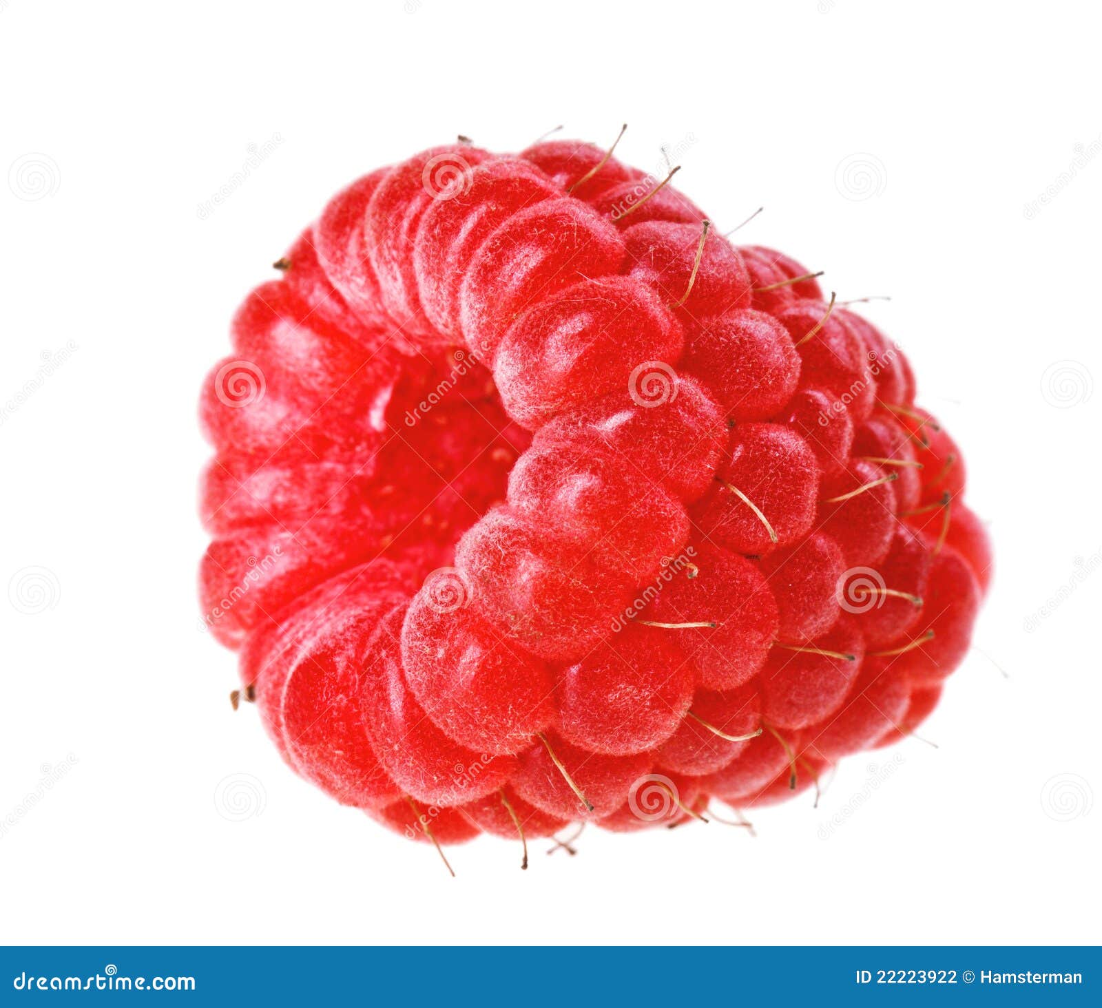 One Red Ripe Raspberry Fruit Stock Photo - Image of sweet, nutrient ...