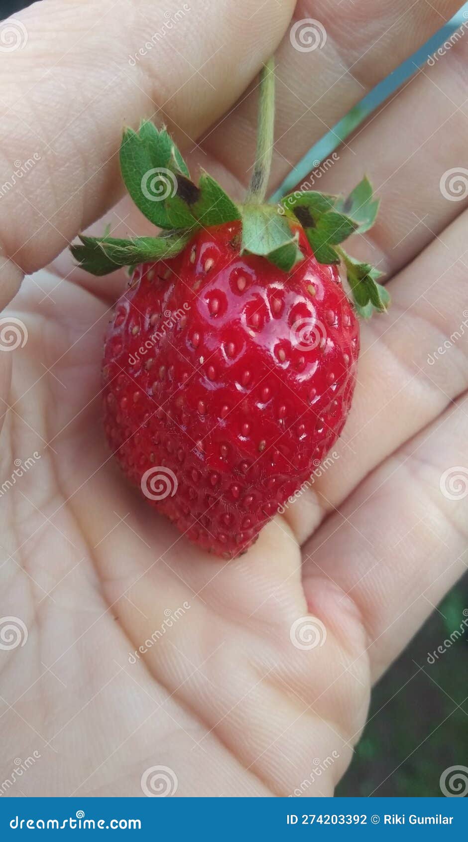 One Red Ripe Strawberry Fruit in the Grip Stock Photo - Image of grip ...