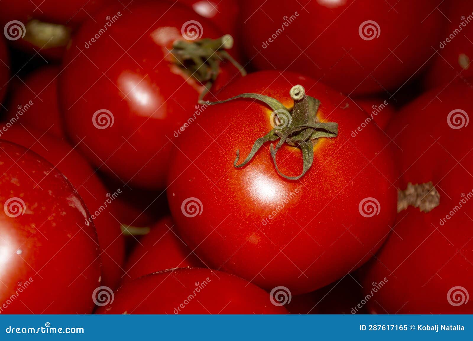 One Red Ripe Tomato among Large Numbers of Tomatoes Stock Image - Image ...