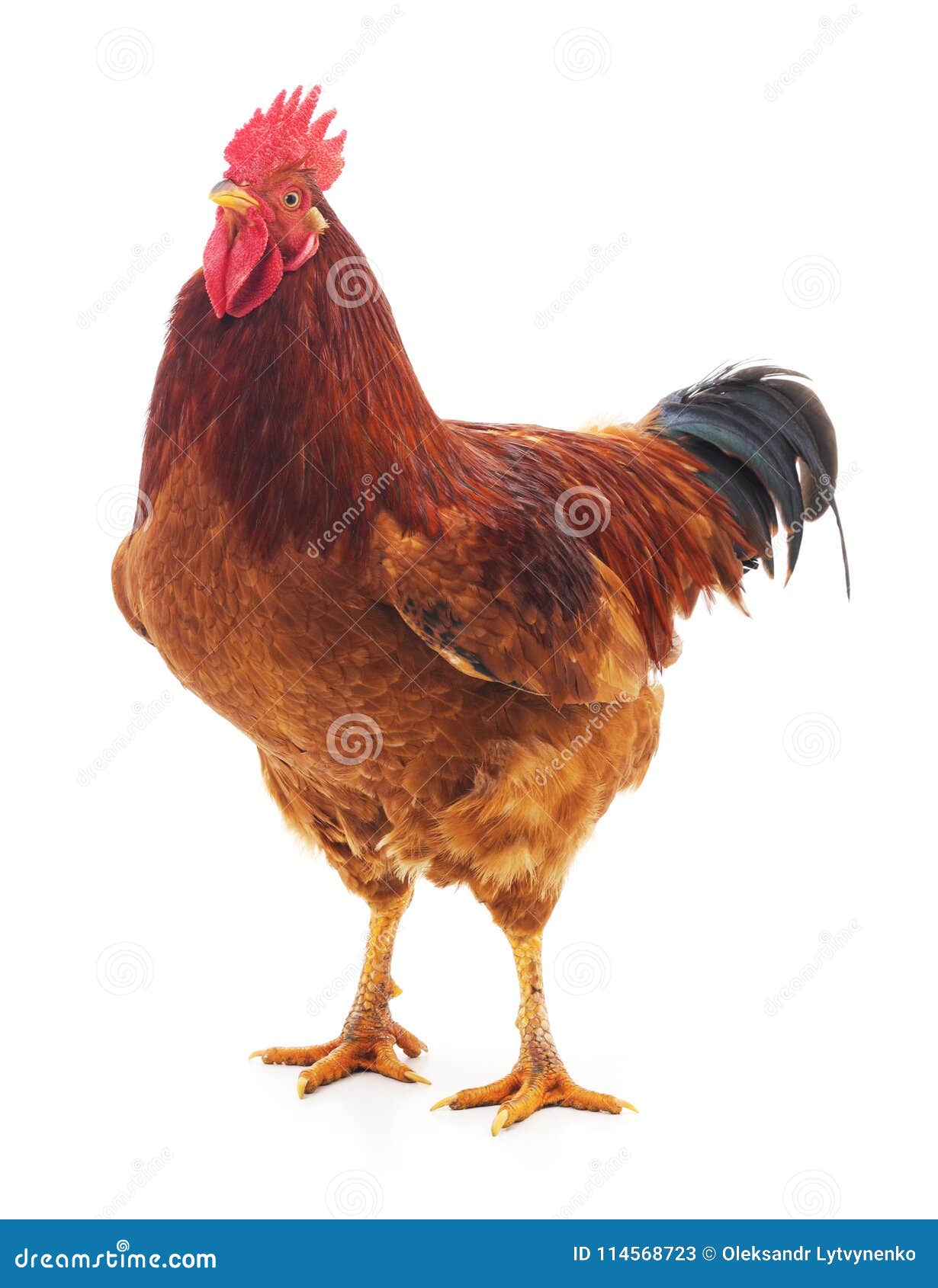 Road Island Red Rooster White