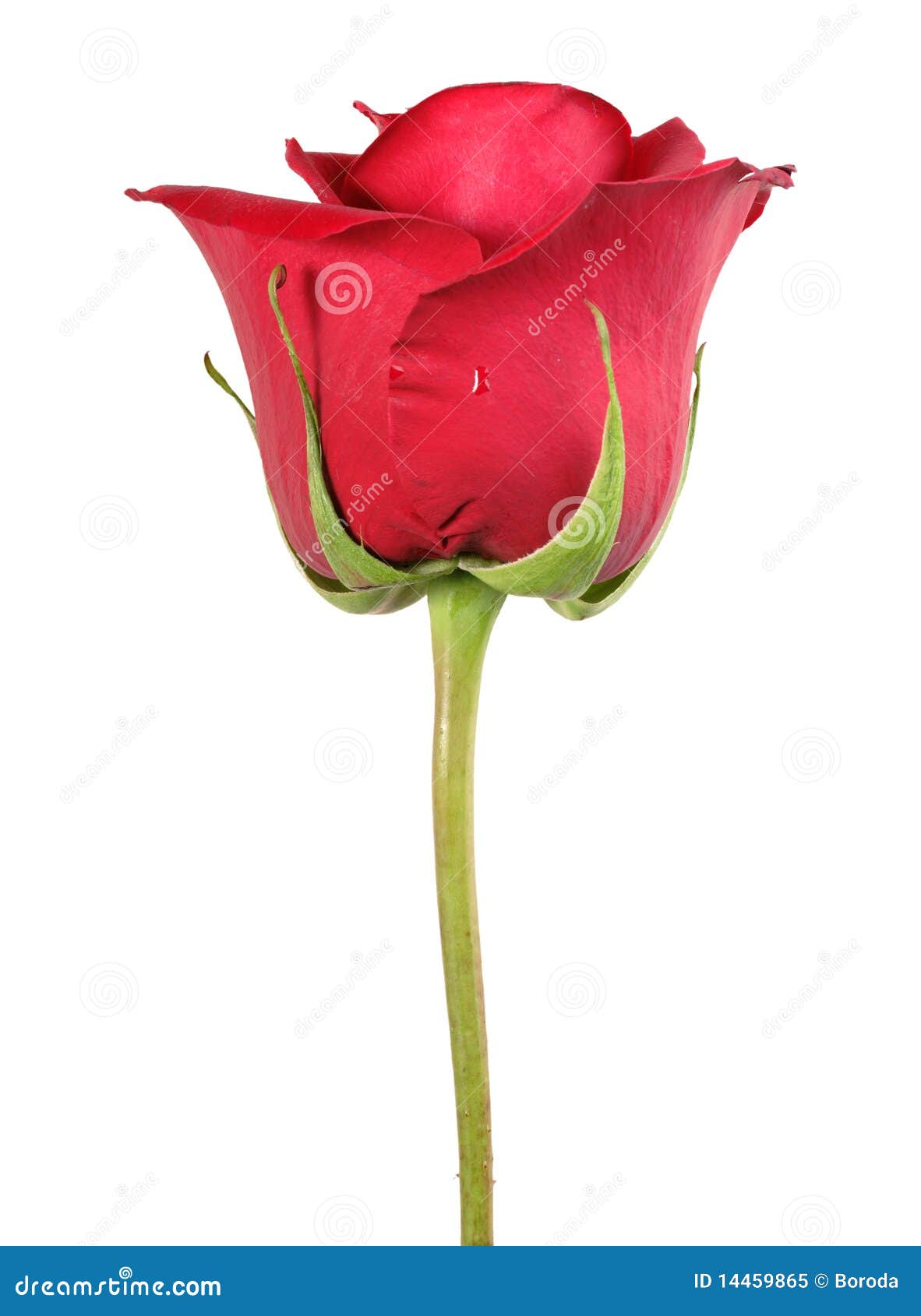 One red rose stock image. Image of roze, full, flower - 14459865