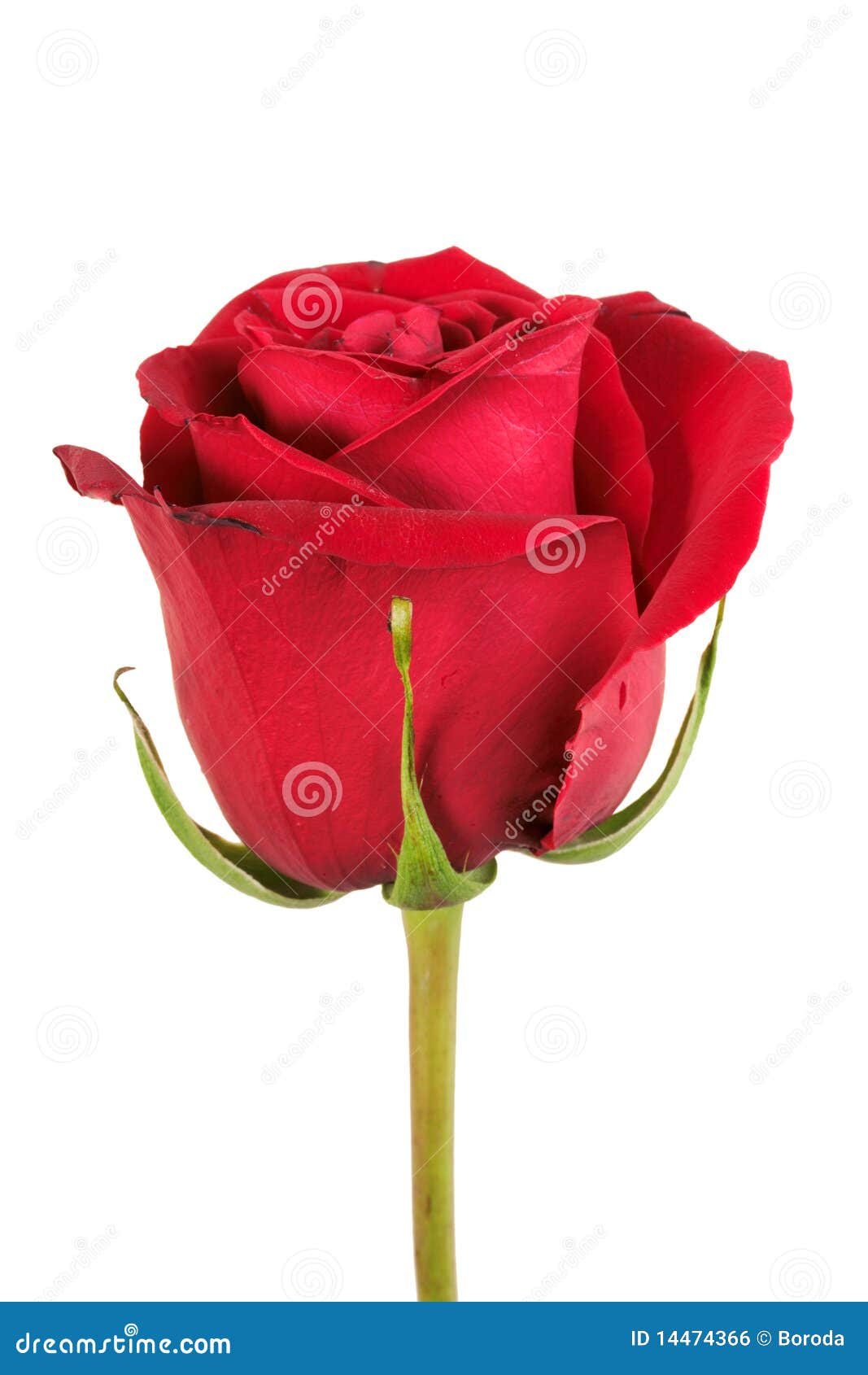 One red rose stock photo. Image of beauty, shot, front - 14474366