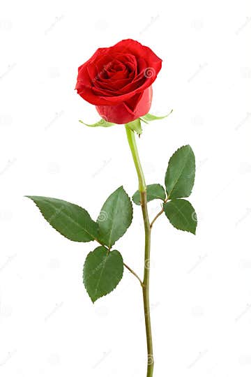 One red rose. stock image. Image of beauty, romance, nature - 22905167