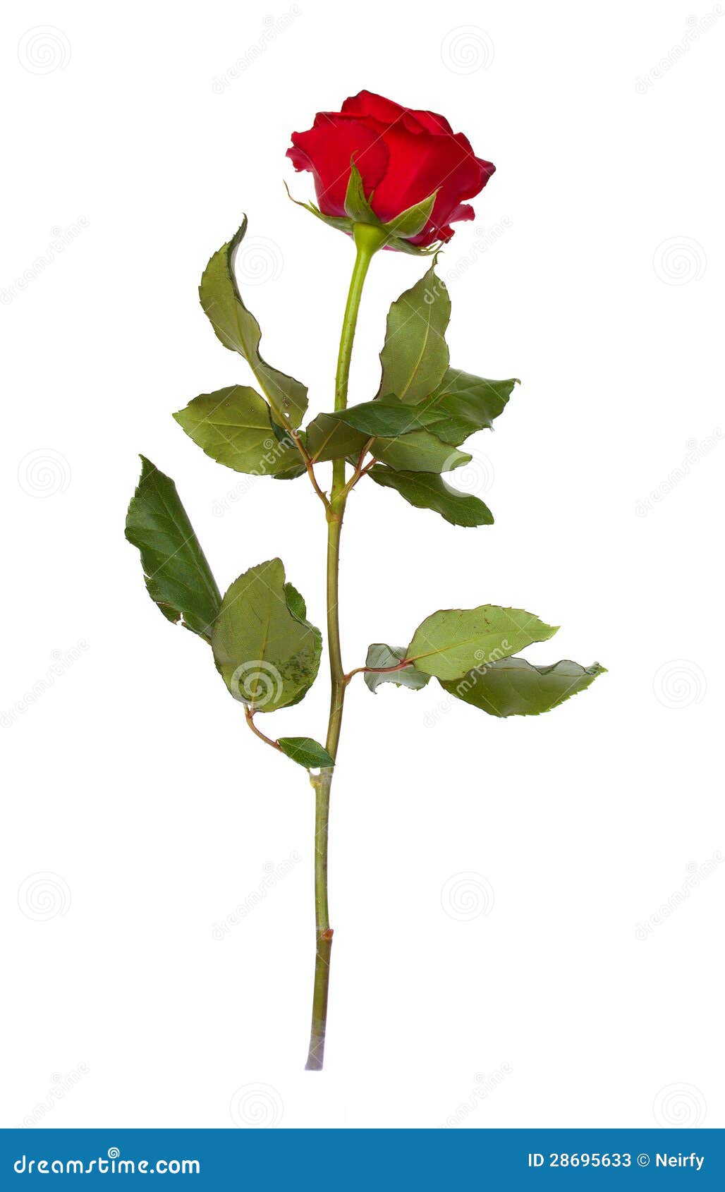 One red rose stock image. Image of color, bloom, object - 28695633
