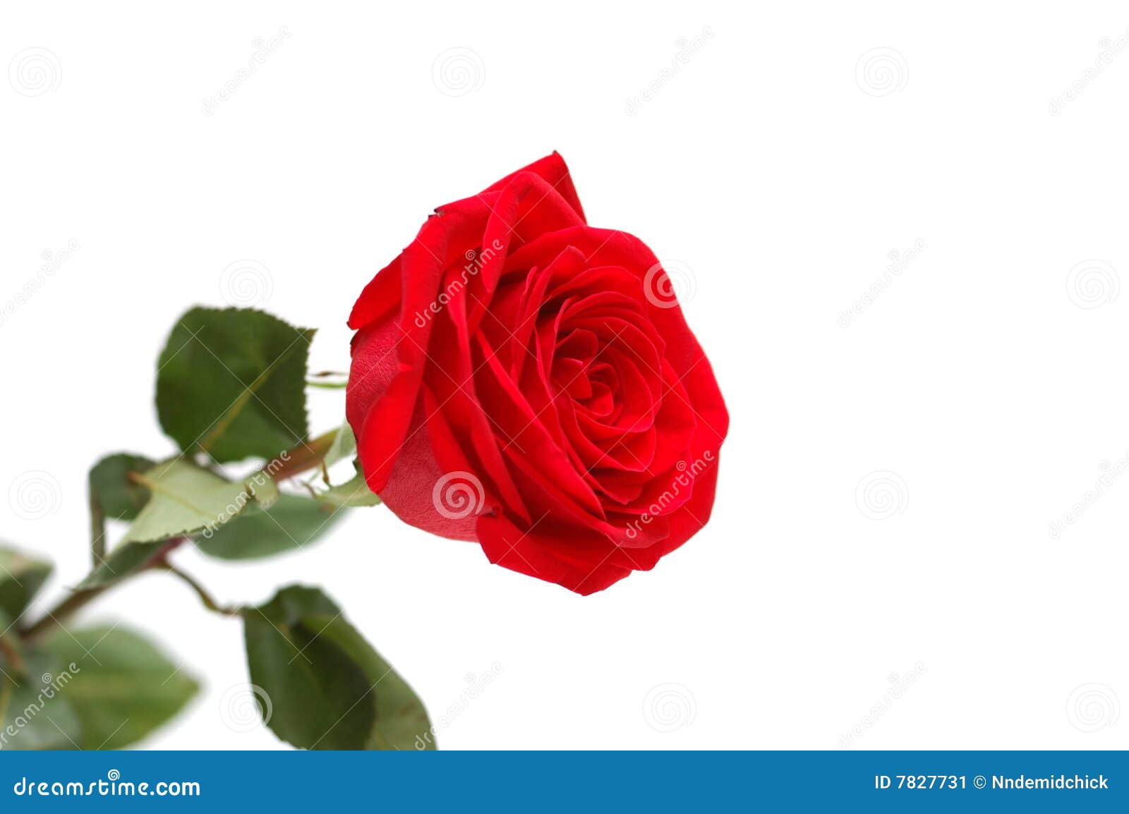 One red rose stock image. Image of floral, droplets, flowers - 7827731