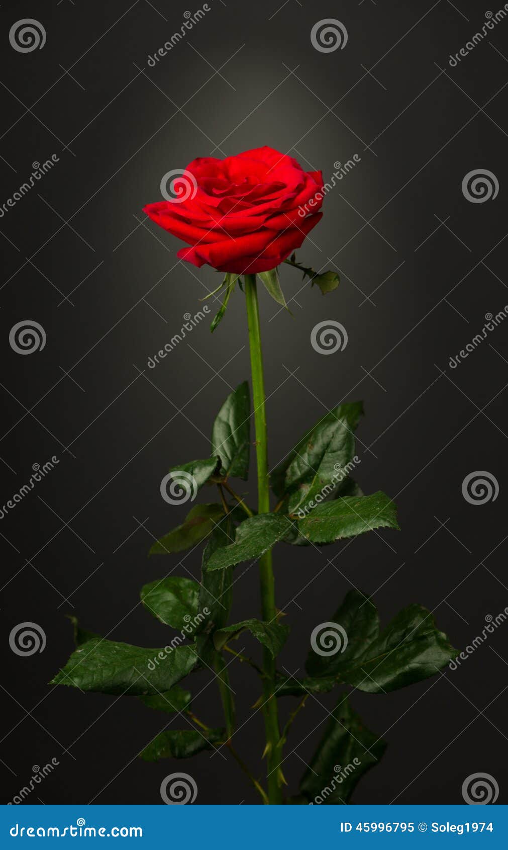 One Red Rose on Black Background Stock Image - Image of flower ...