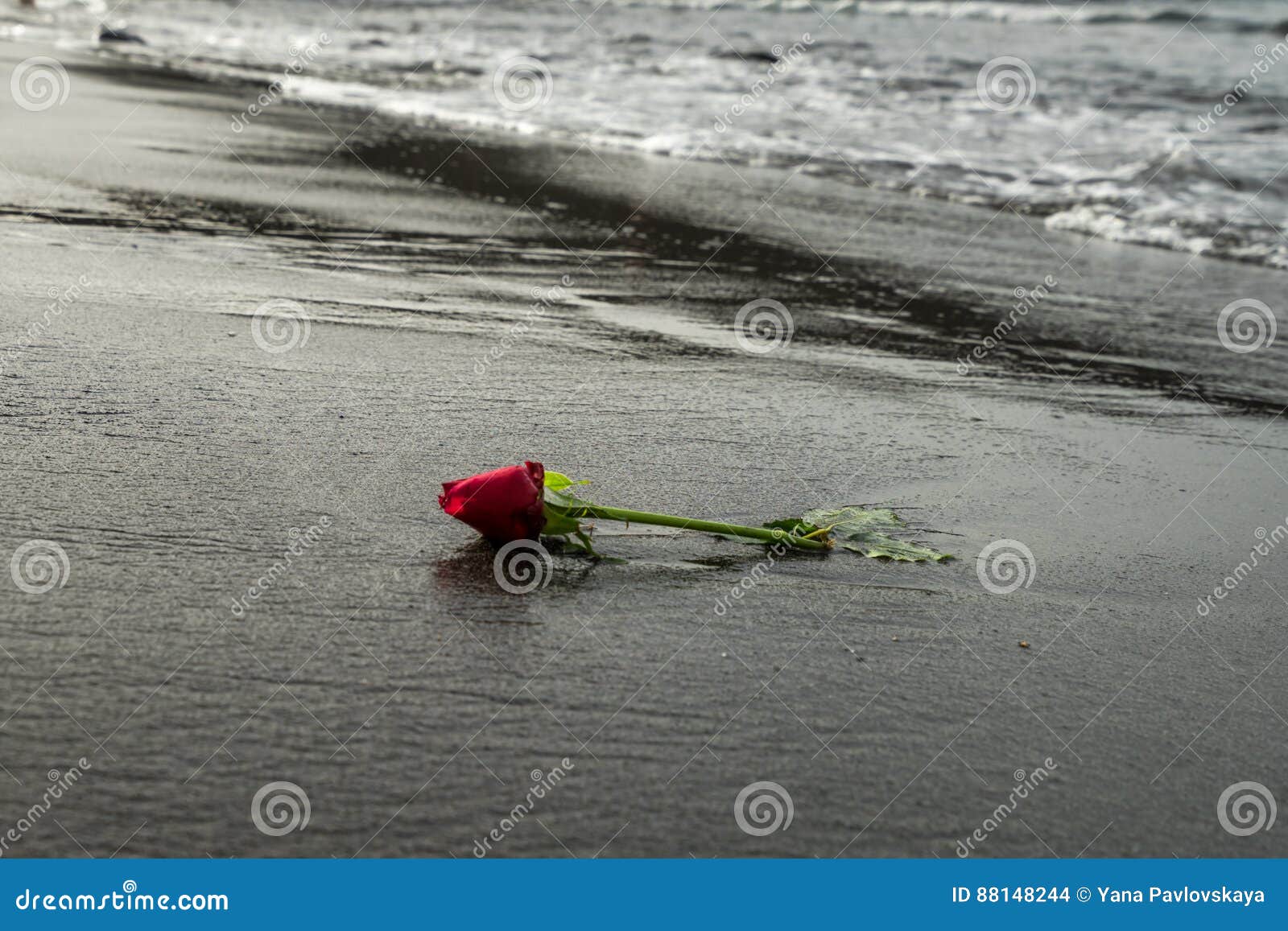 One Red Rose on the Black Sand Beach Stock Photo - Image of alone ...