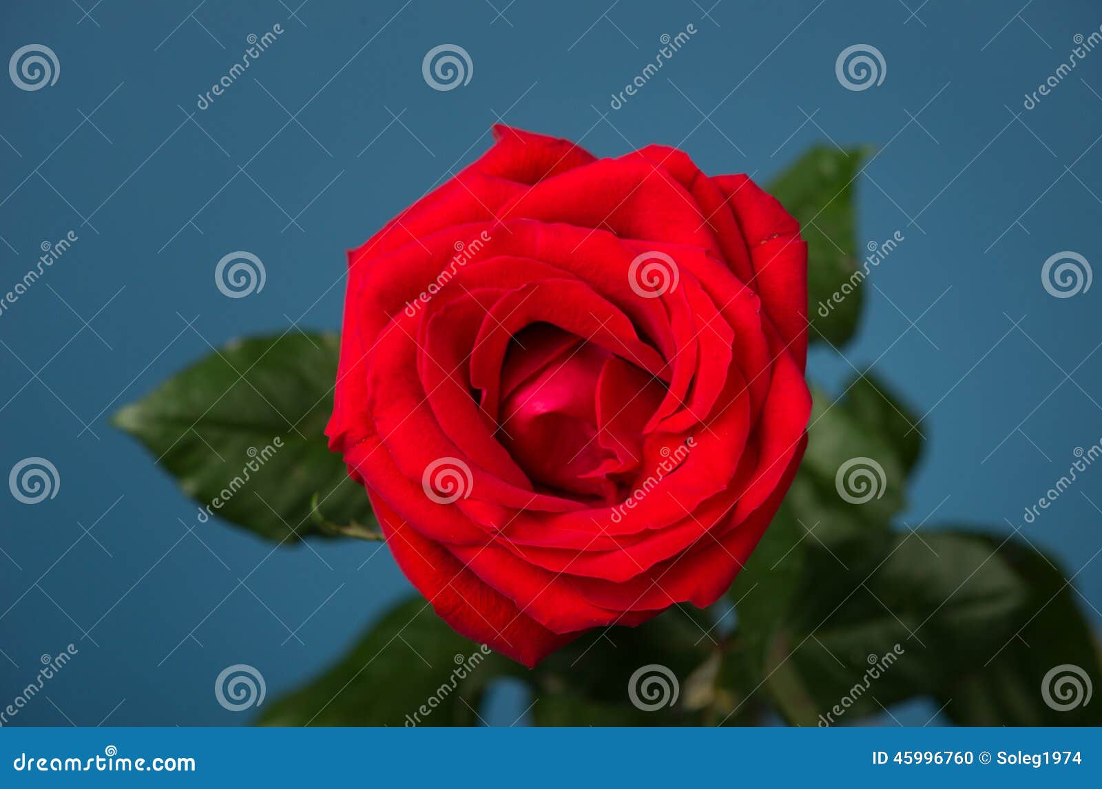 One Red Rose on Blue Background Stock Photo - Image of object, closeup ...