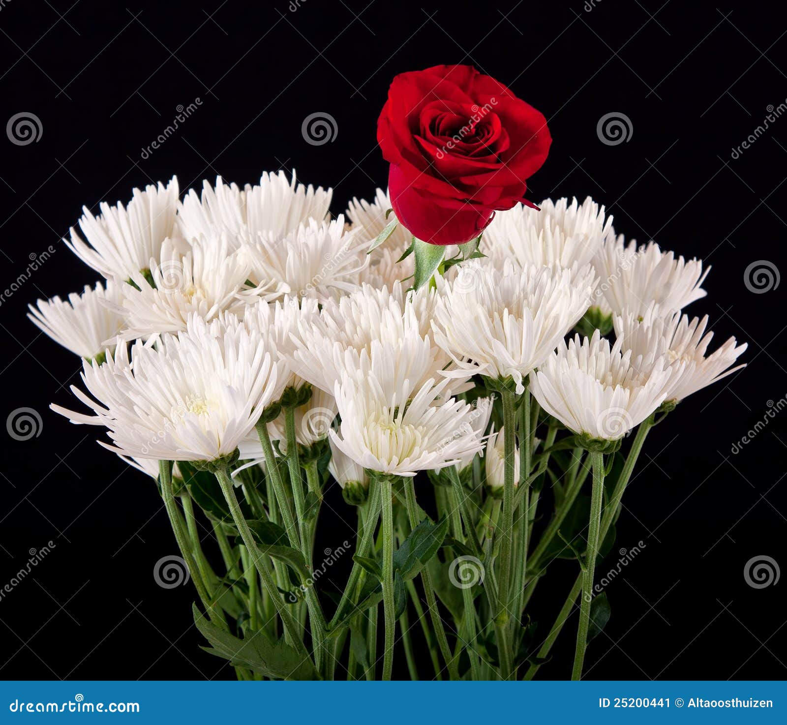 One red rose in bouget stock image. Image of closeup - 25200441