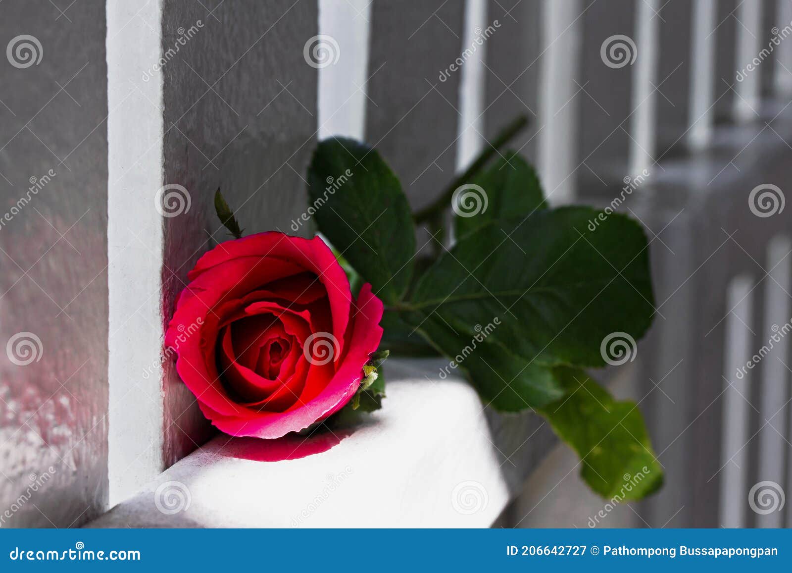 The one red rose on fence stock image. Image of greeting - 206642727