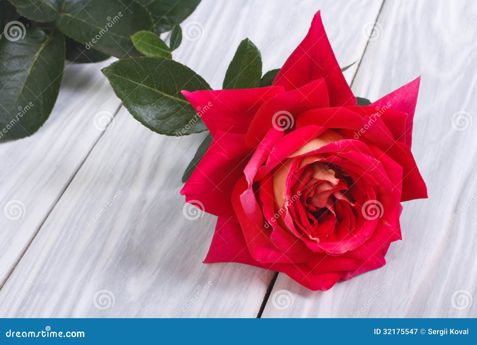 One Red Rose Flower on a Table Stock Image - Image of color, gift: 32175547