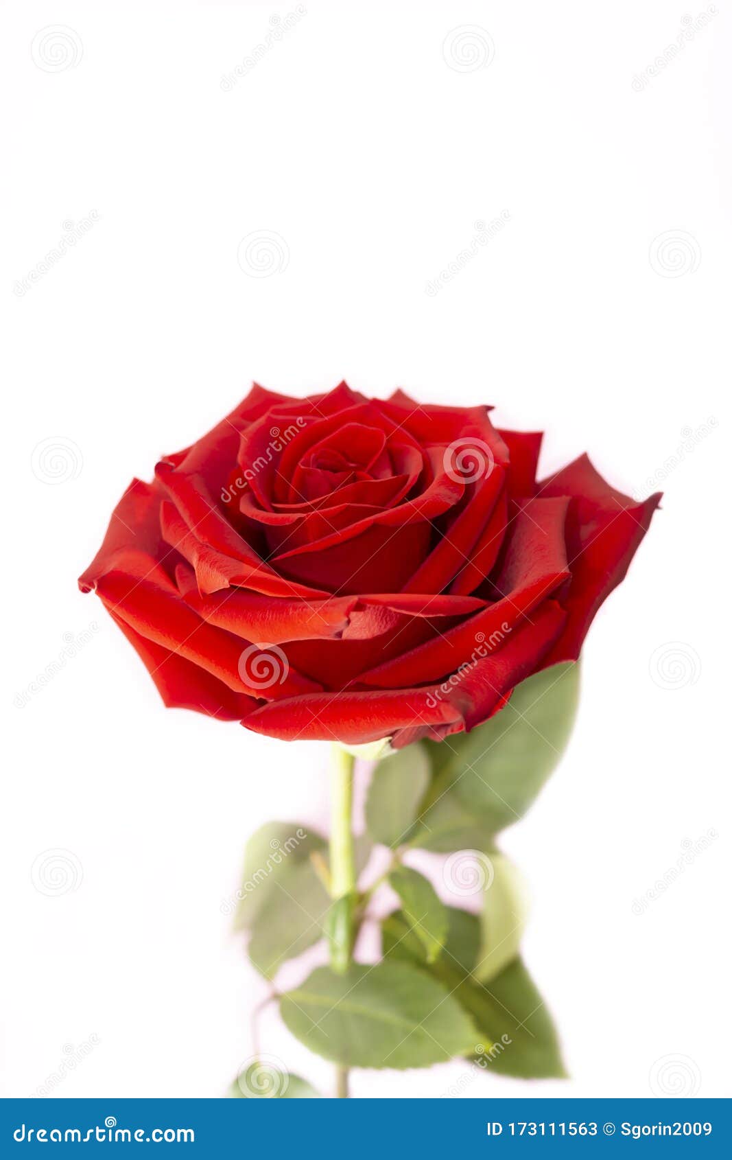 One Red Rose Flower on White, Vertical Stock Image - Image of gift ...
