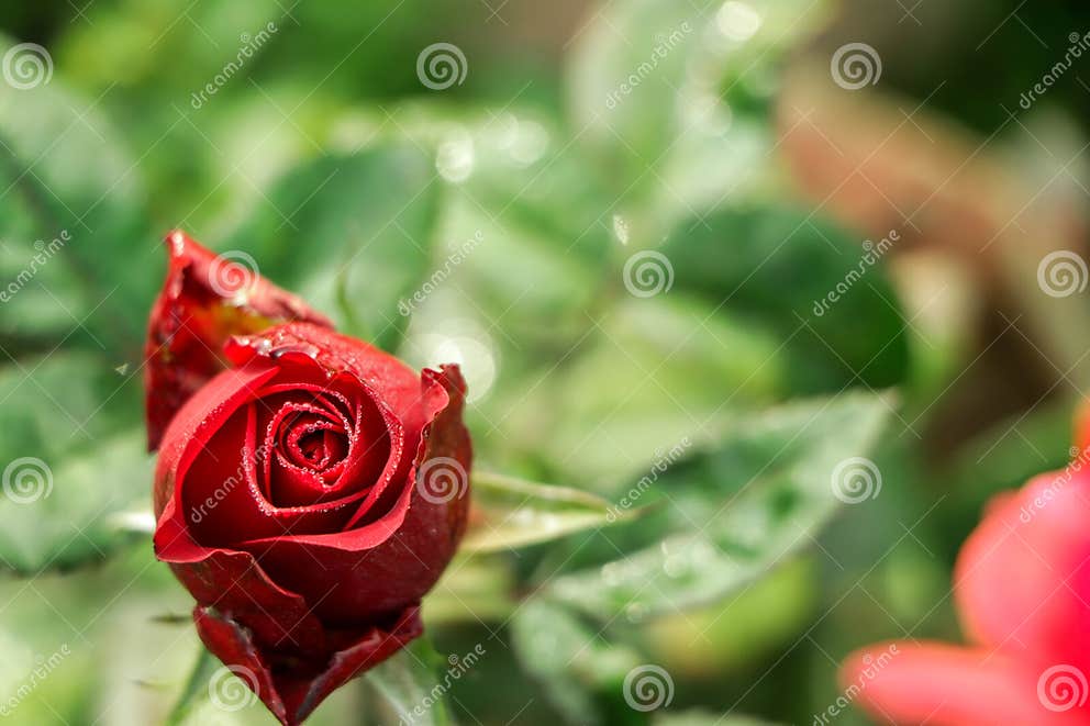 One Red Rose on Green Background Stock Image - Image of isolated, card ...