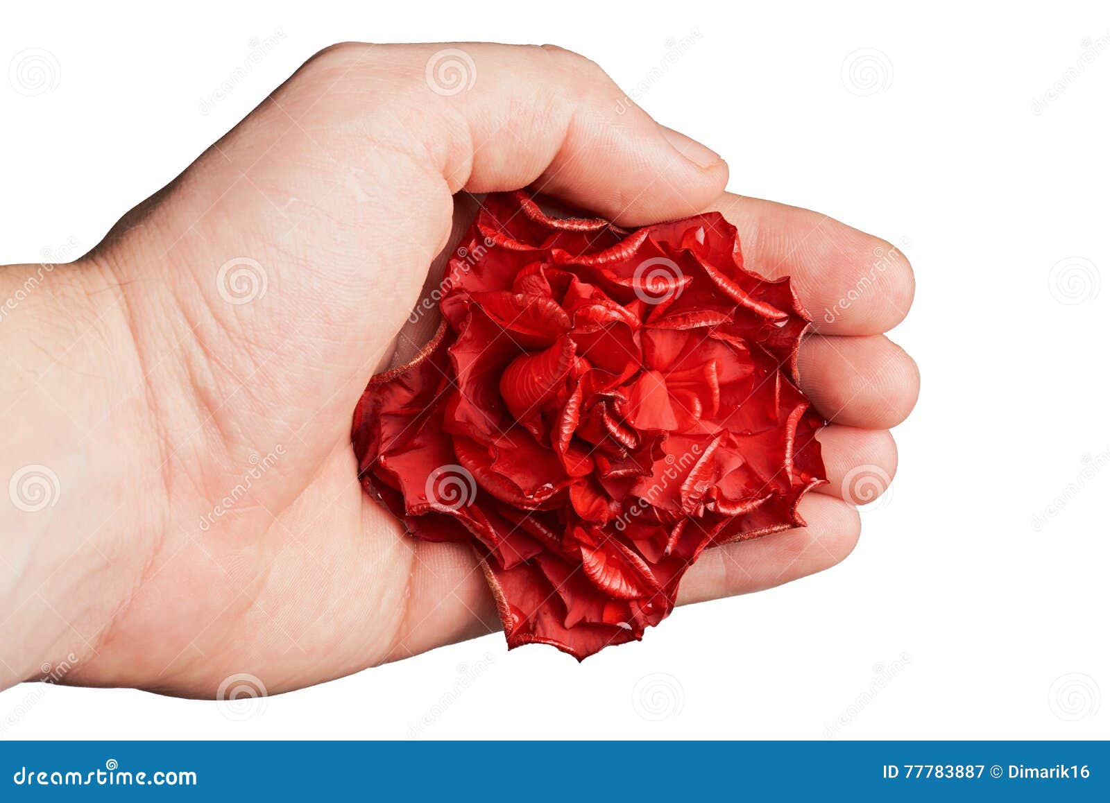 One Red Rose Hand Stock Images - Download 2,332 Royalty Free Photos