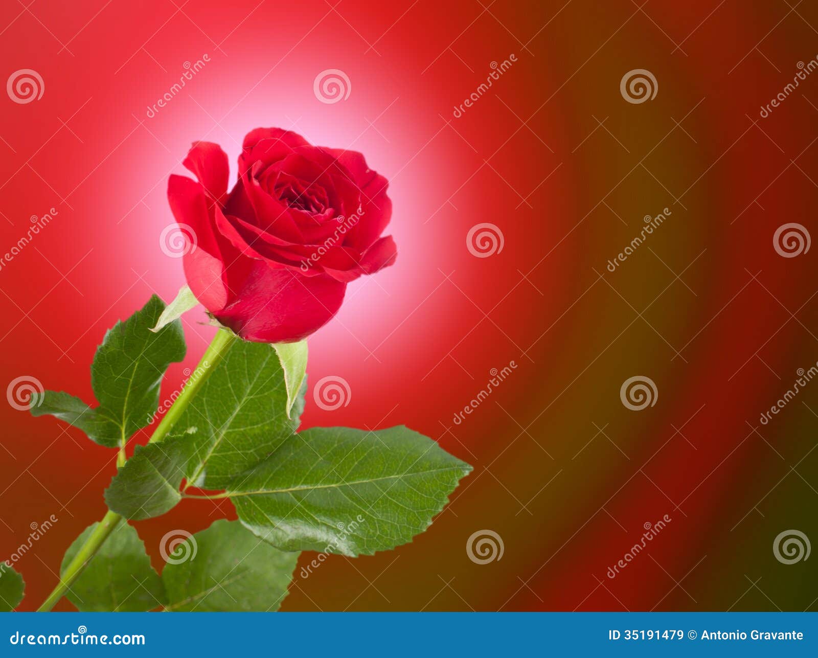 One red rose stock image. Image of rosa, blossom, single - 35191479