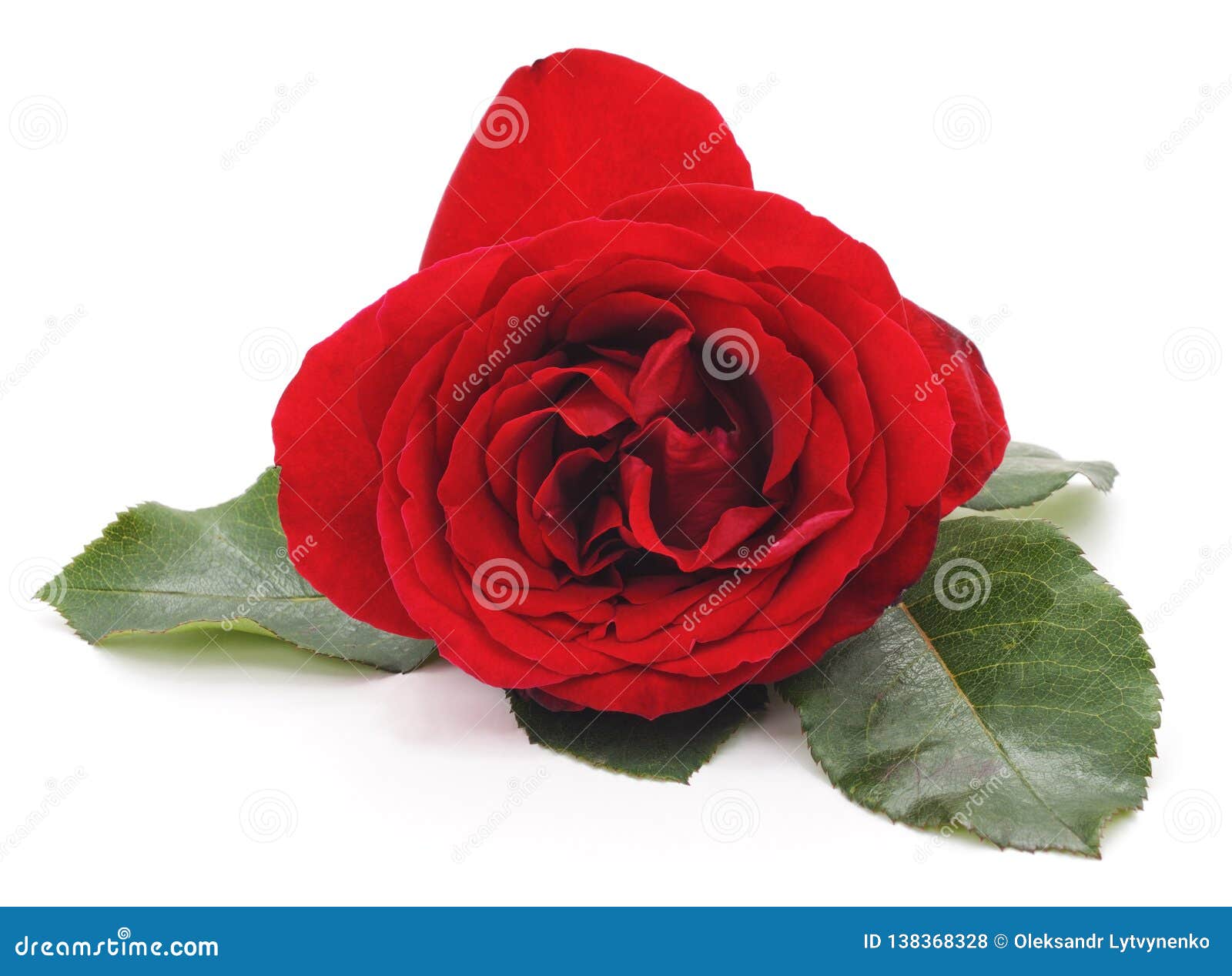 One red rose stock photo. Image of rose, head, romance - 138368328