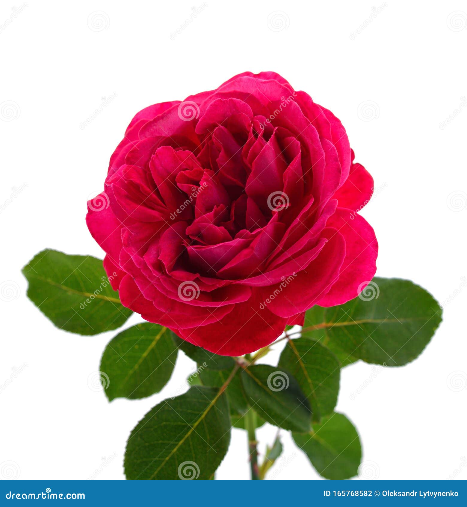 One red rose stock photo. Image of celebrations, valentines - 165768582