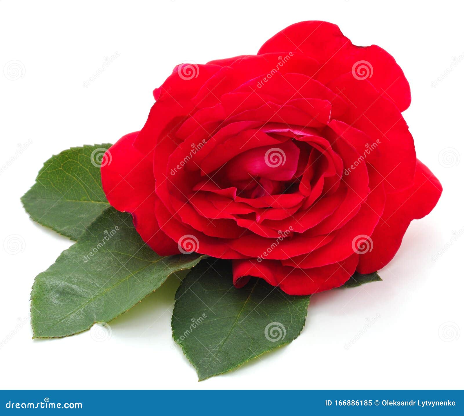 One red rose stock image. Image of blossom, garden, fragility - 166886185