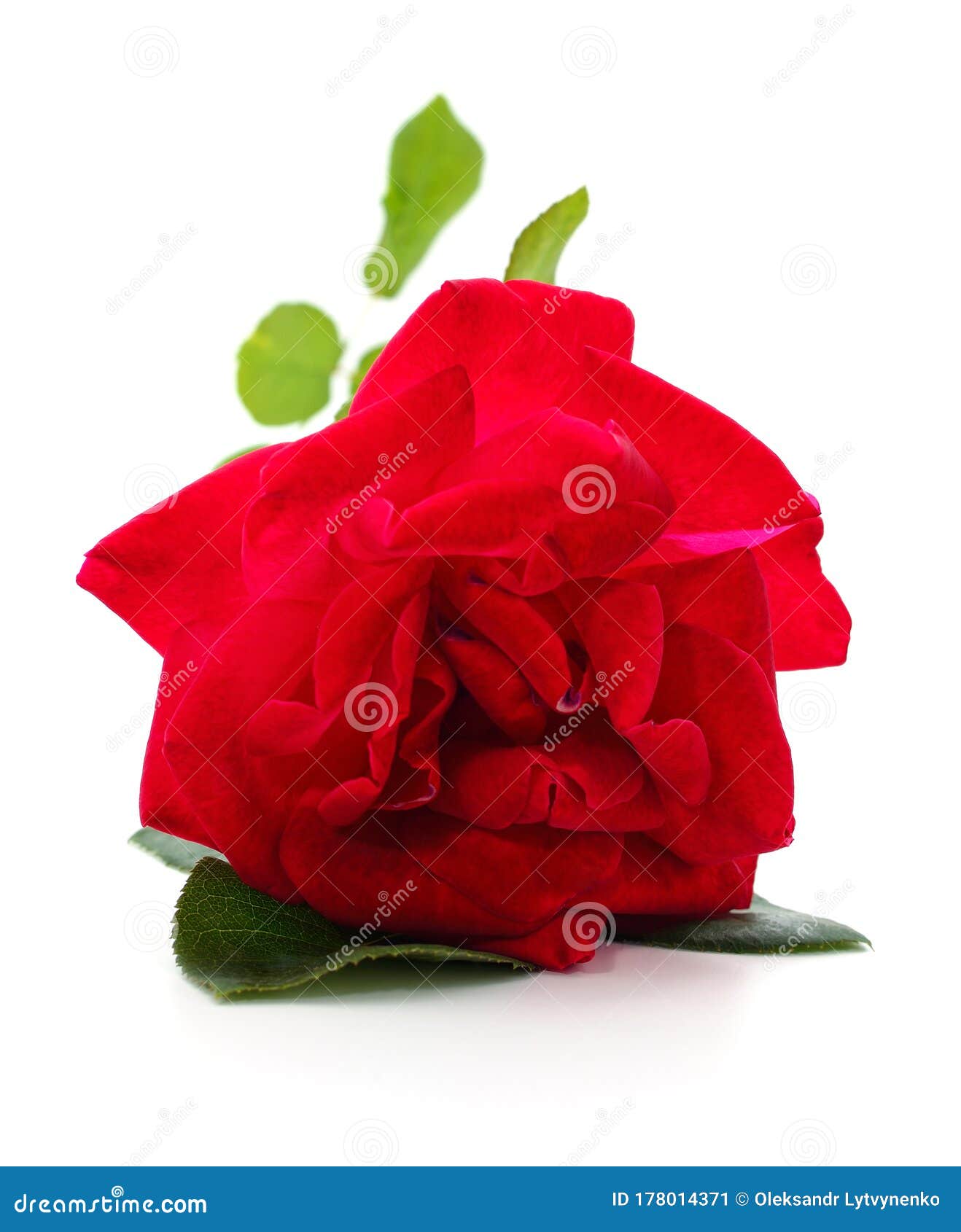 One red rose stock image. Image of leaf, plant, color - 178014371