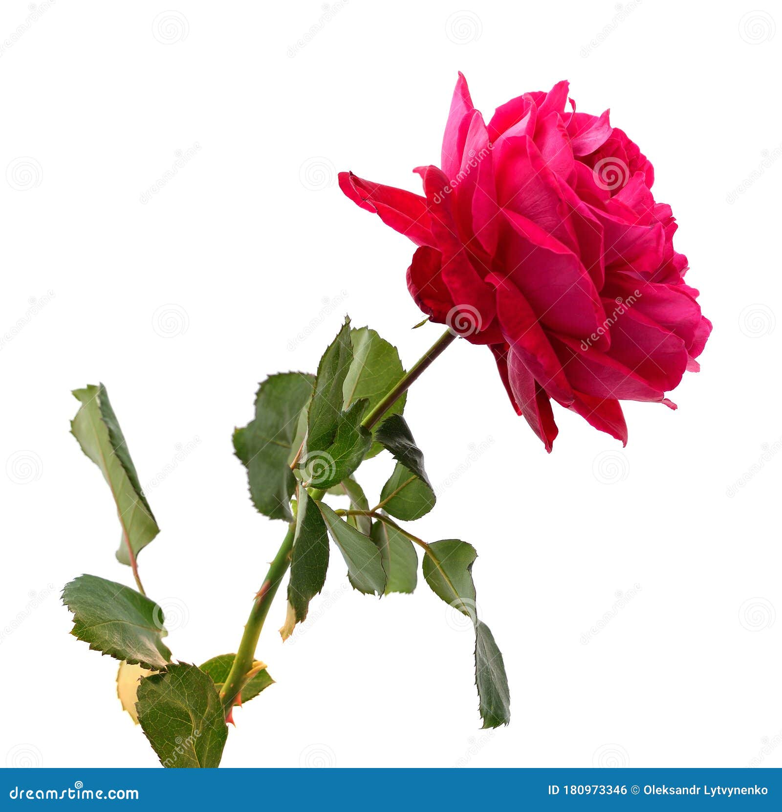 One red rose stock photo. Image of single, weddings - 180973346