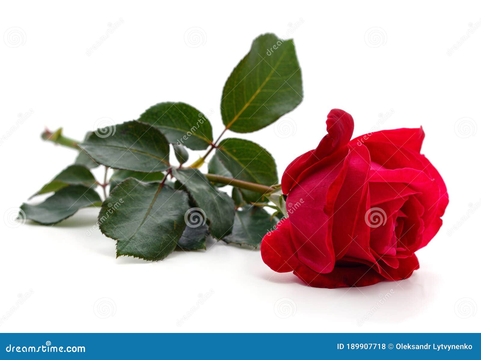 One red rose stock photo. Image of garden, flowerbed - 189907718