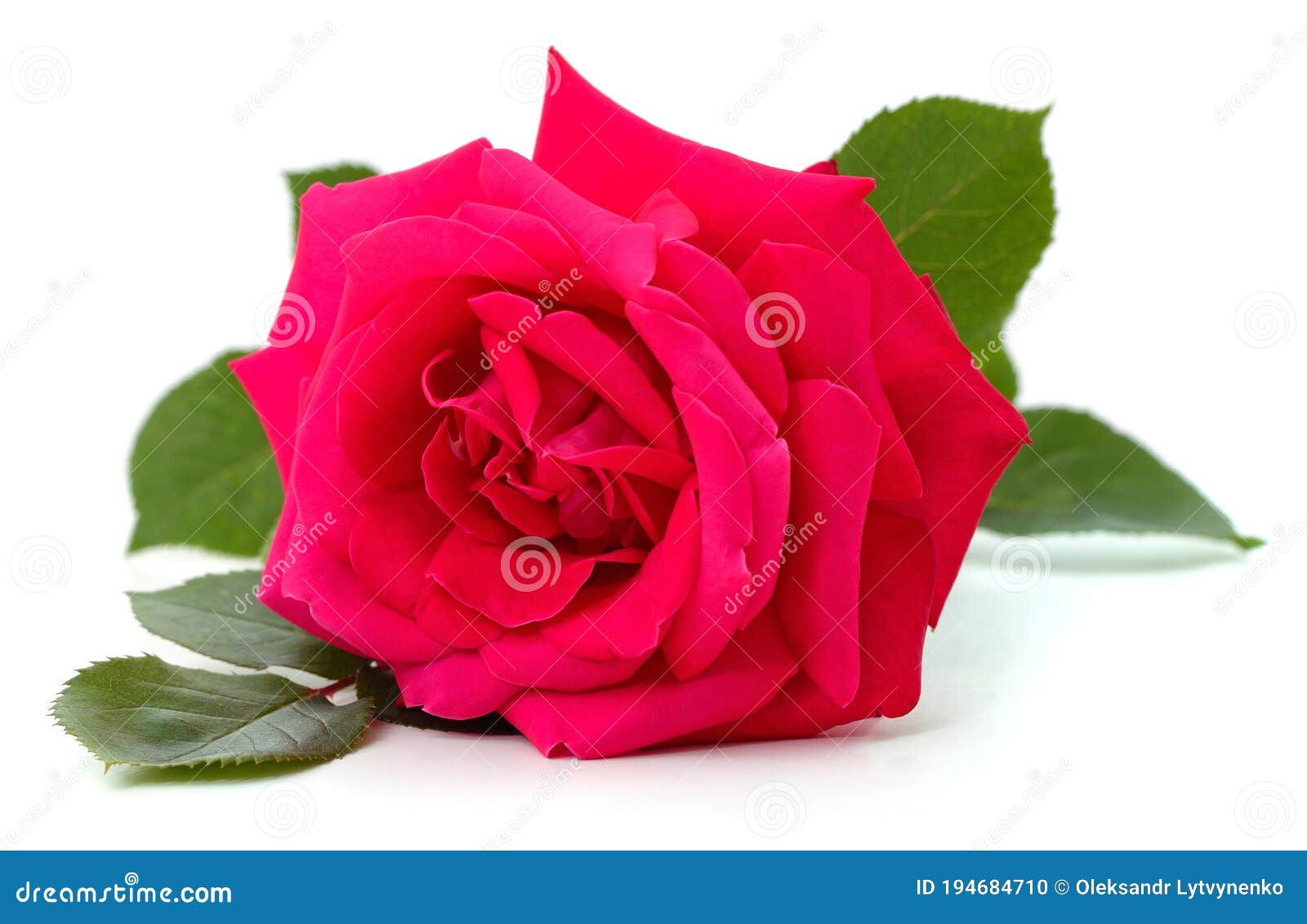 One red rose stock photo. Image of natural, isolated - 194684710