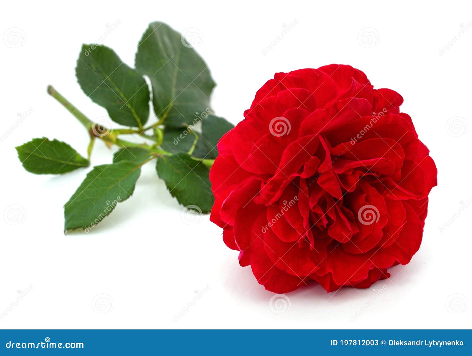 One red rose stock image. Image of nature, flowerbed - 197812003