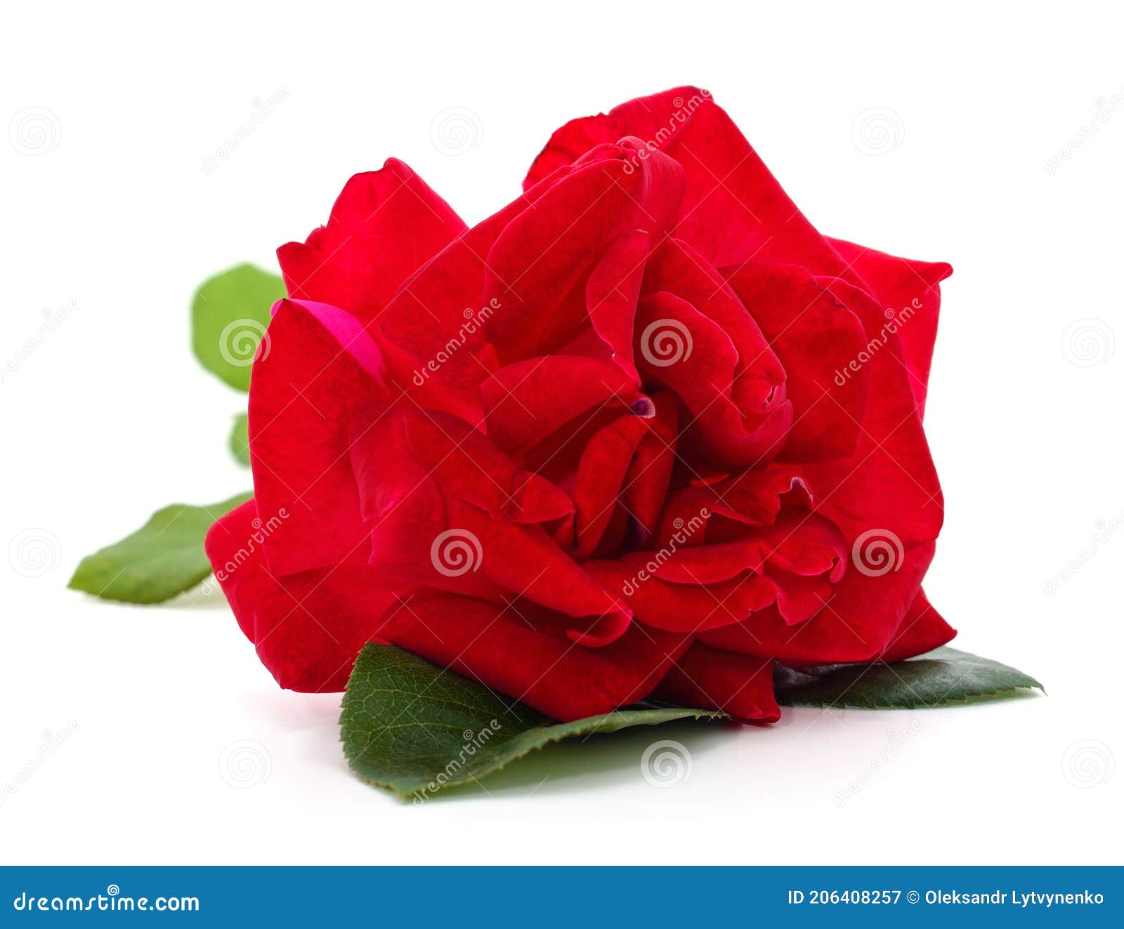 One red rose stock image. Image of romance, green, fragility - 206408257