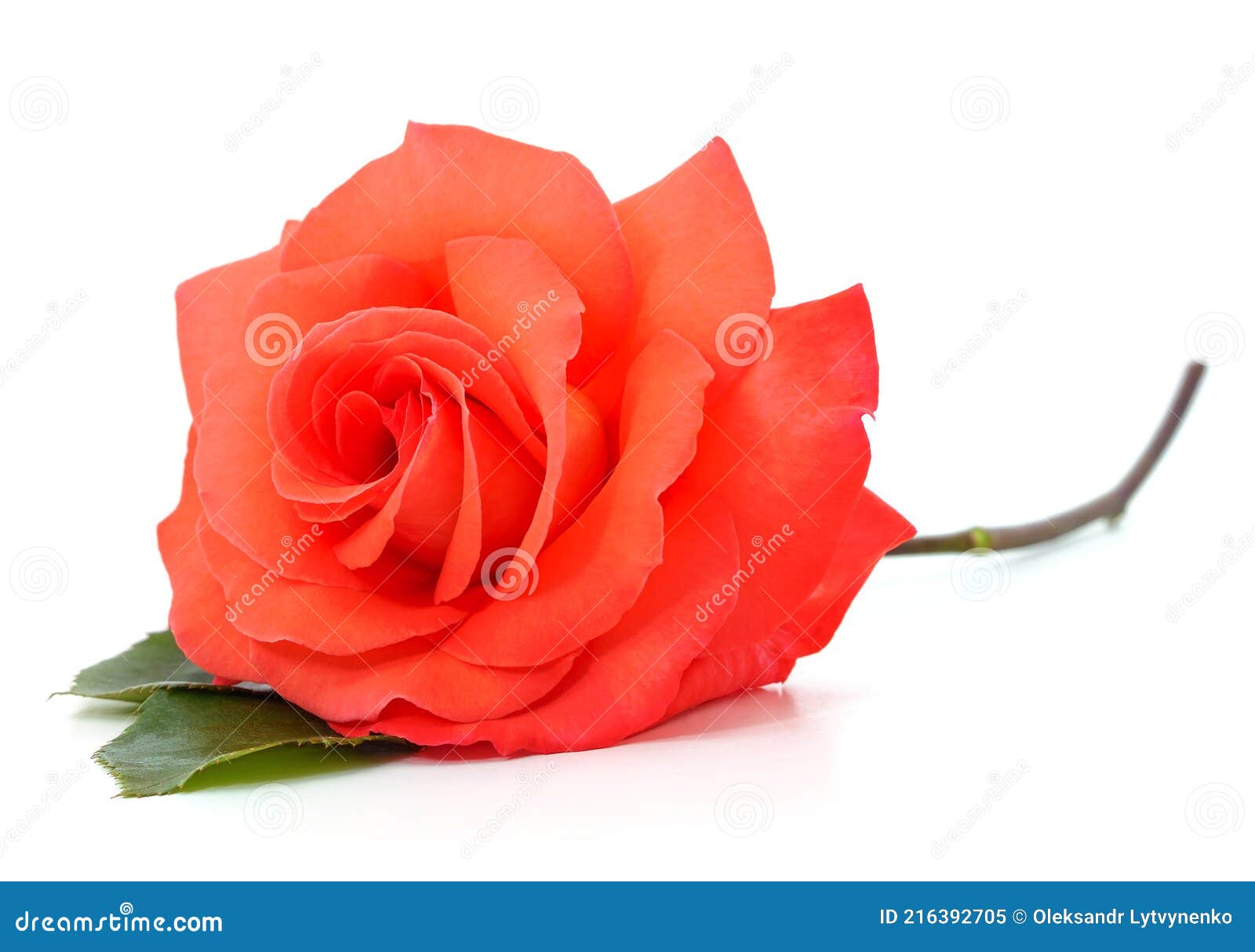 One red rose stock image. Image of single, orange, valentines - 216392705