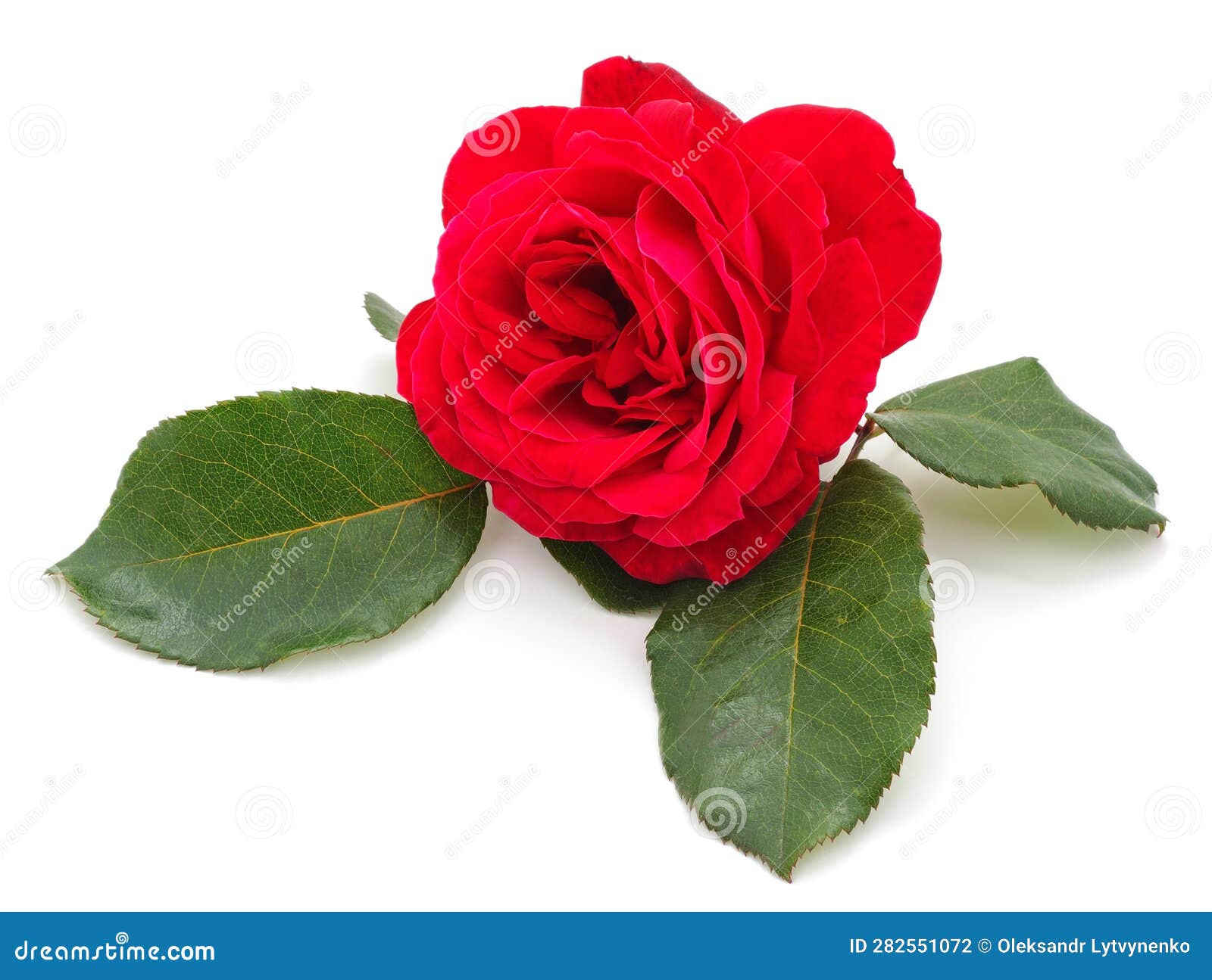 One red rose stock photo. Image of leaf, background - 282551072
