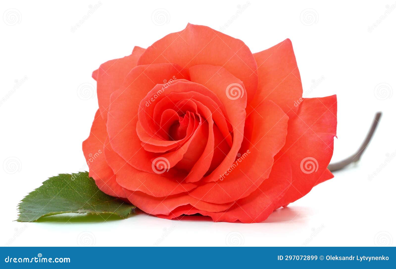 One red rose stock image. Image of beauty, single, closeup - 297072899