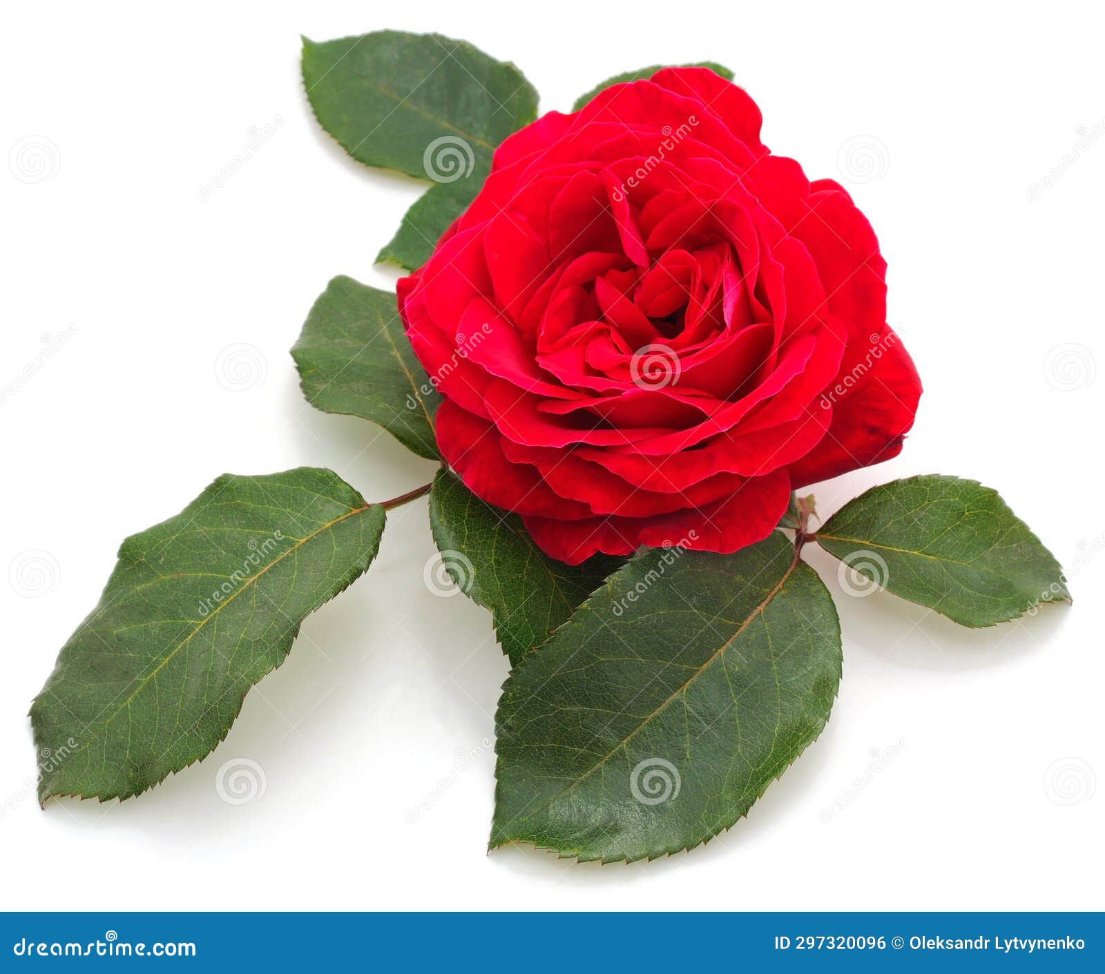 One red rose stock photo. Image of closeup, plant, single - 297320096