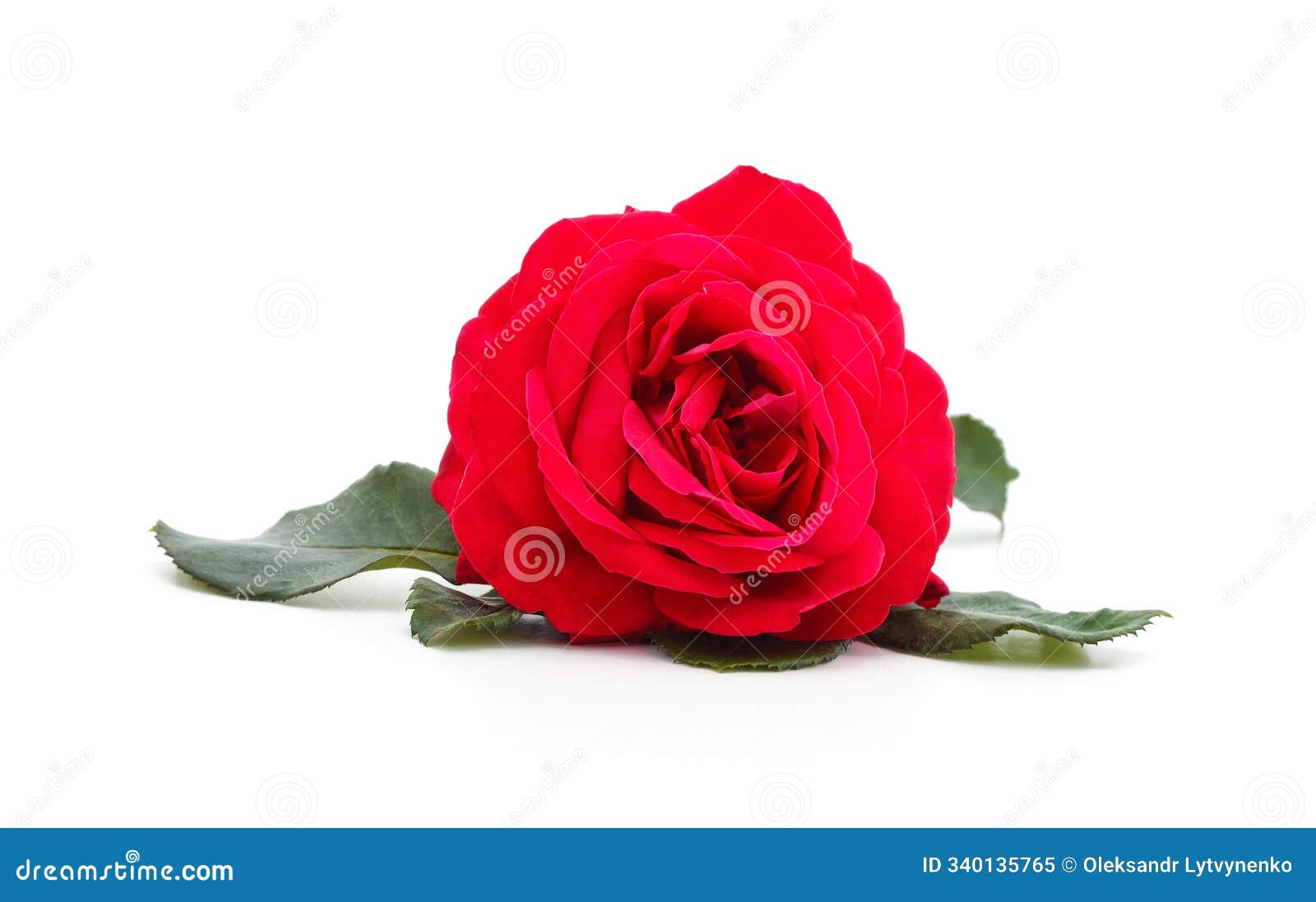 One red rose stock image. Image of petals, color, fragility - 340135765
