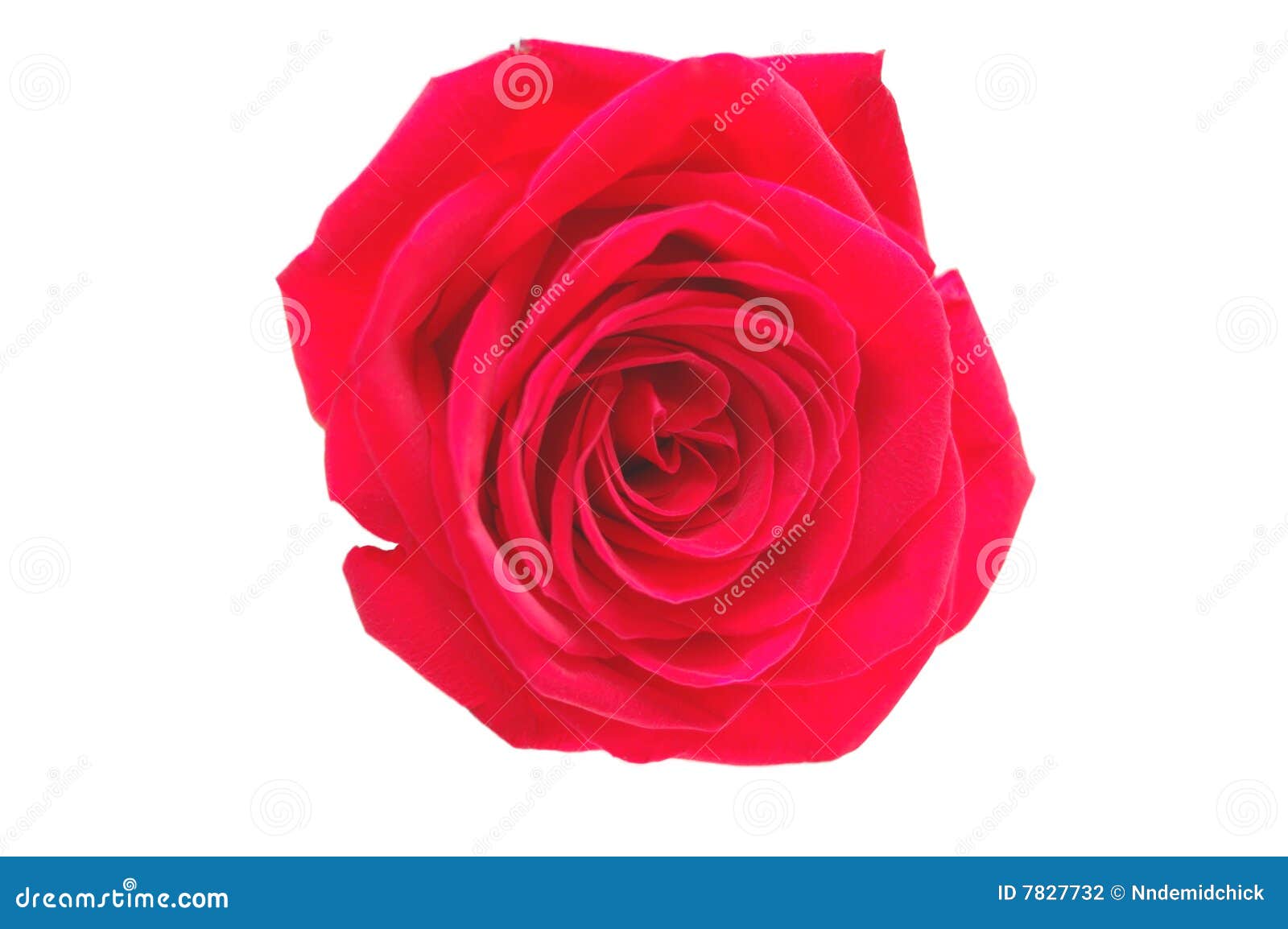 One Red Rose Isolated on White Background Stock Photo - Image of gift ...