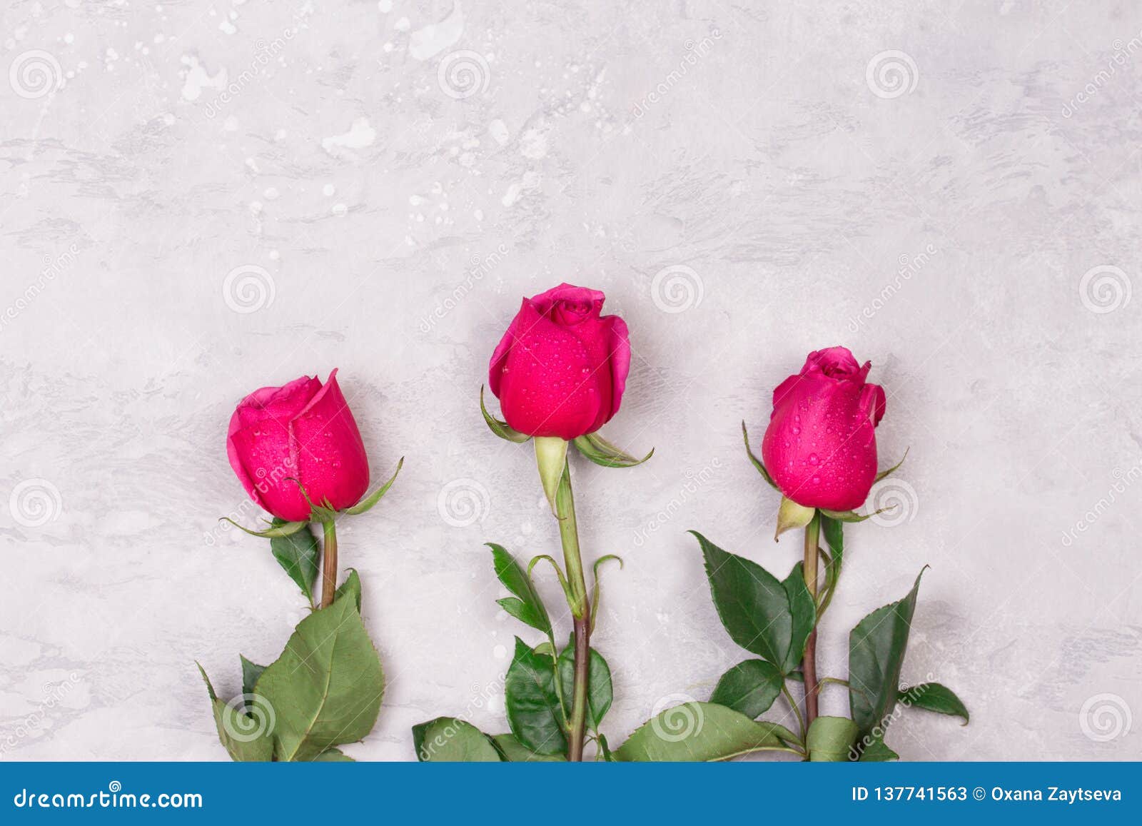 One Red Rose on a Light Grey Background Stock Image - Image of concept ...