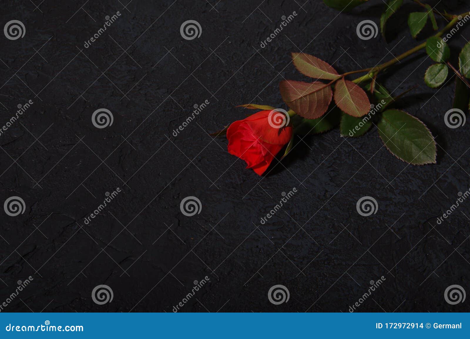 One Red Rose is Lying on a Dark Table Stock Photo - Image of blossom ...