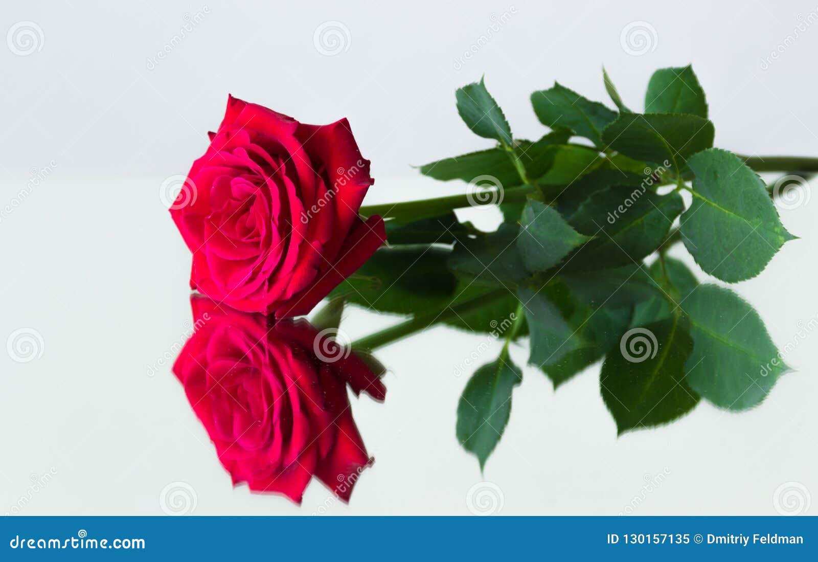 One Red Rose Lying on the Mirror Surface and Its Reflection Stock Image ...
