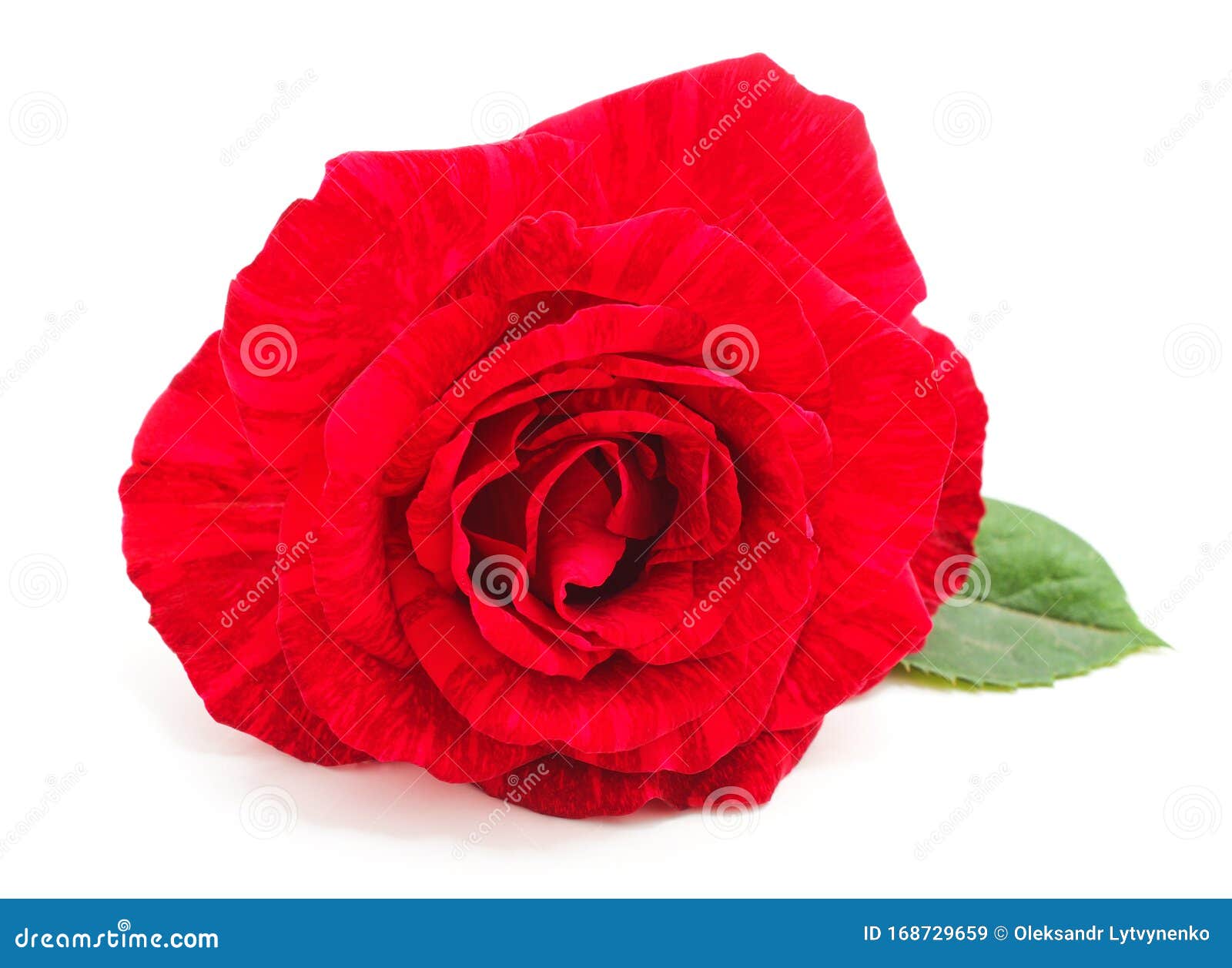 One red rose stock image. Image of rose, closeup, beauty - 168729659