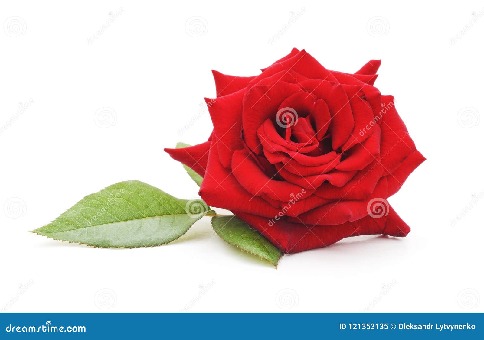 One red rose. stock image. Image of flowerbed, plant - 121353135