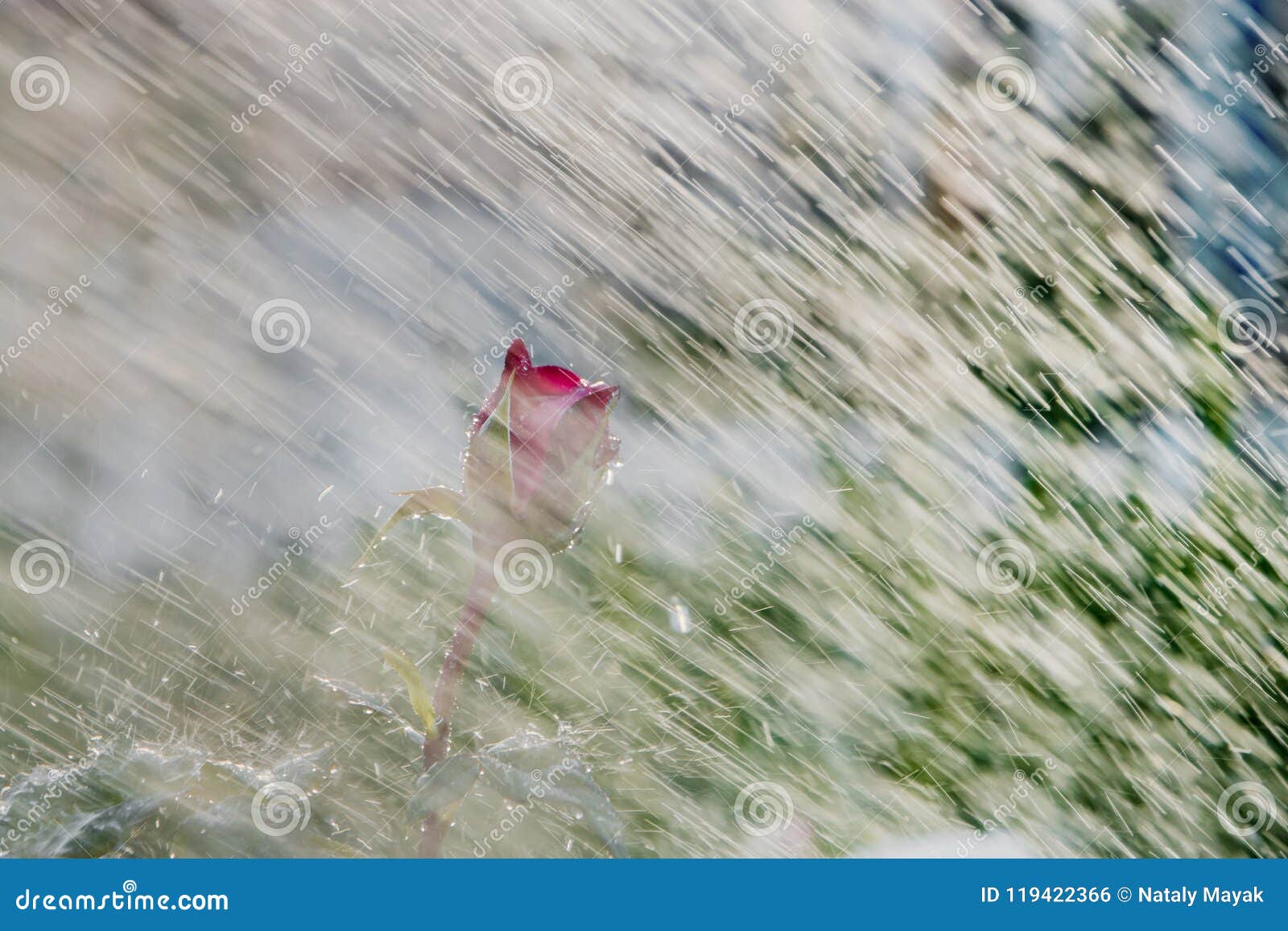 One Red Rose with a Plentiful Stream of Water Spray and Drops of Water ...
