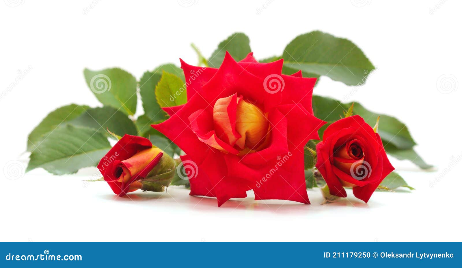 One red rose and two buds stock photo. Image of love - 211179250