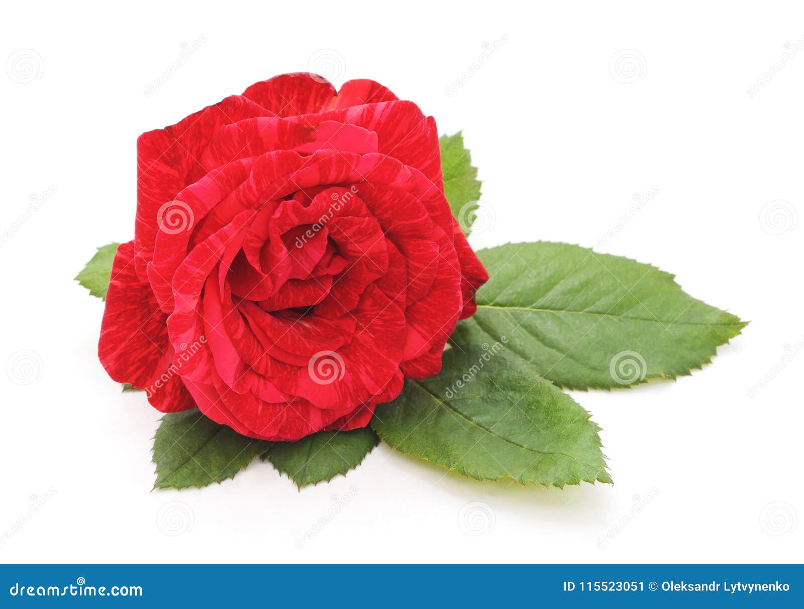 One red rose. stock image. Image of barbed, love, closeup - 115523051