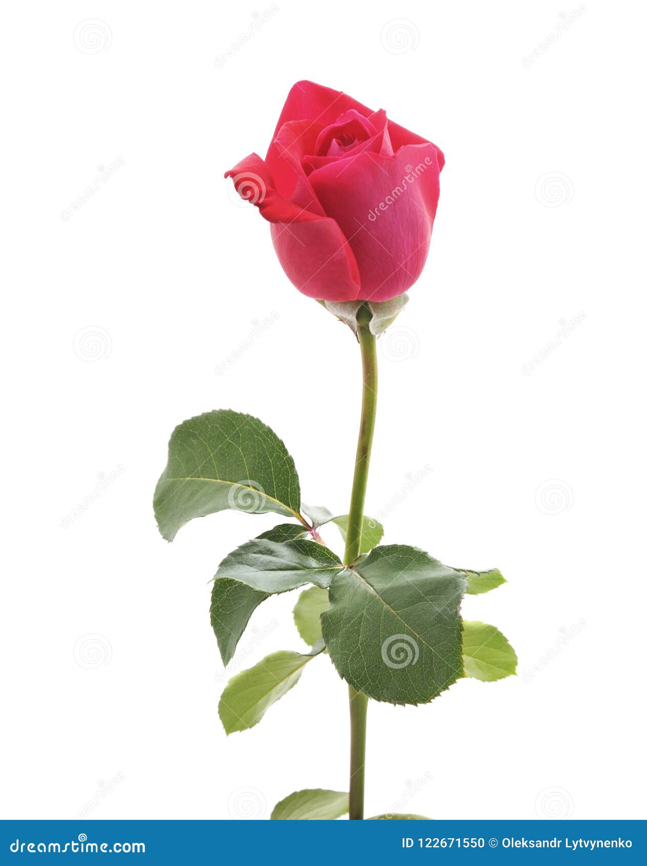 One red rose. stock photo. Image of abstract, wedding - 122671550