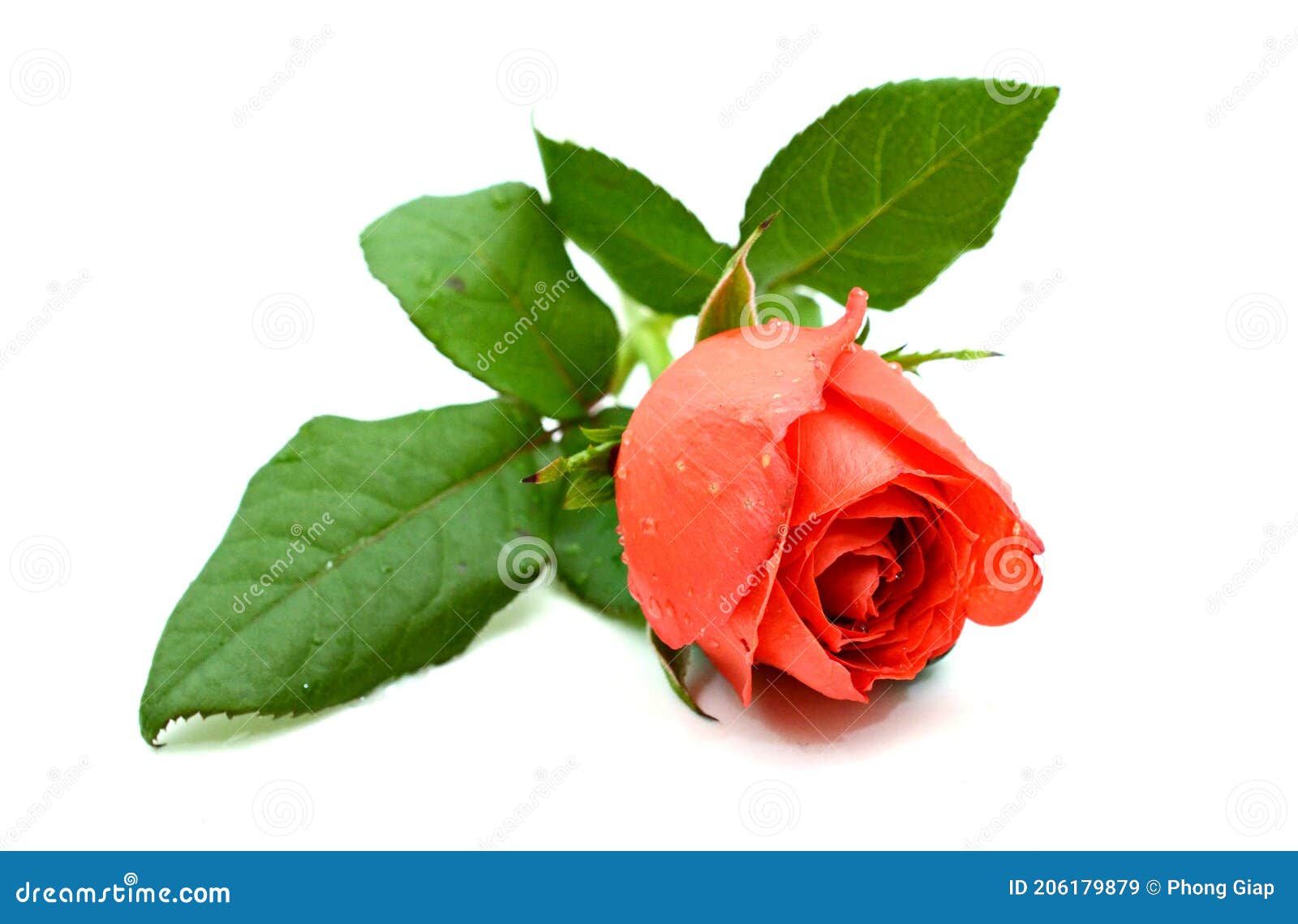 Red Rose on White Background Stock Image - Image of floristry, flora ...