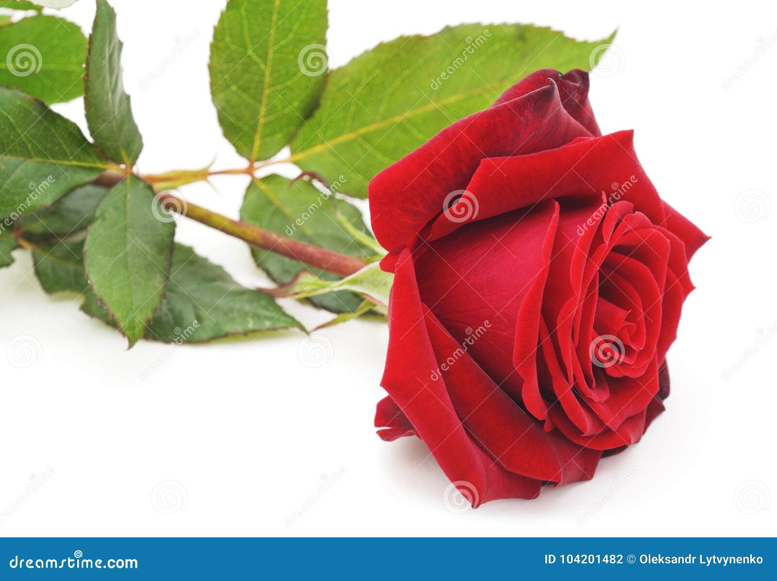 One red rose. stock photo. Image of background, wedding - 104201482